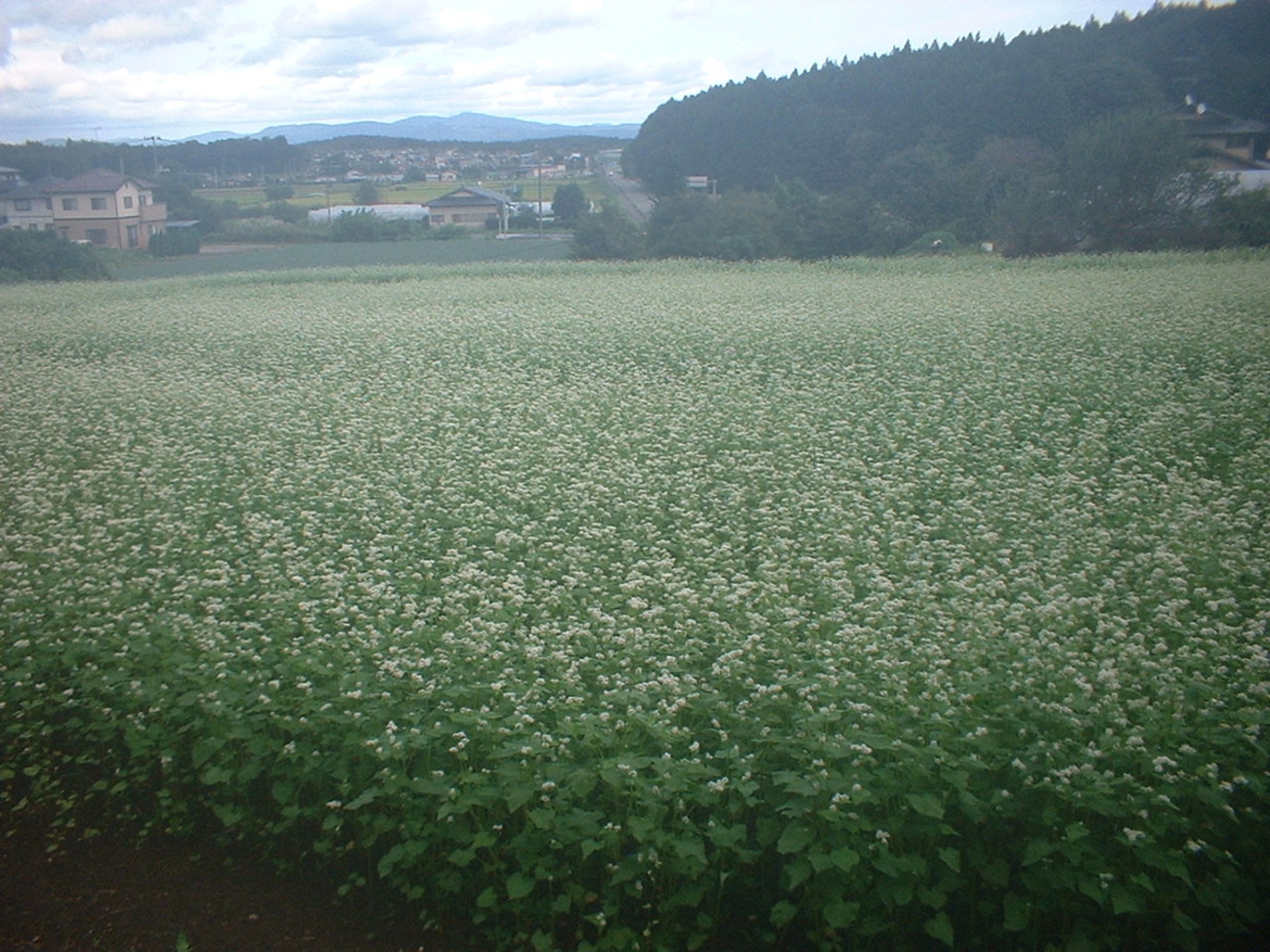 満開の蕎麦の花 - oton_yukioyahoocojp’s blog