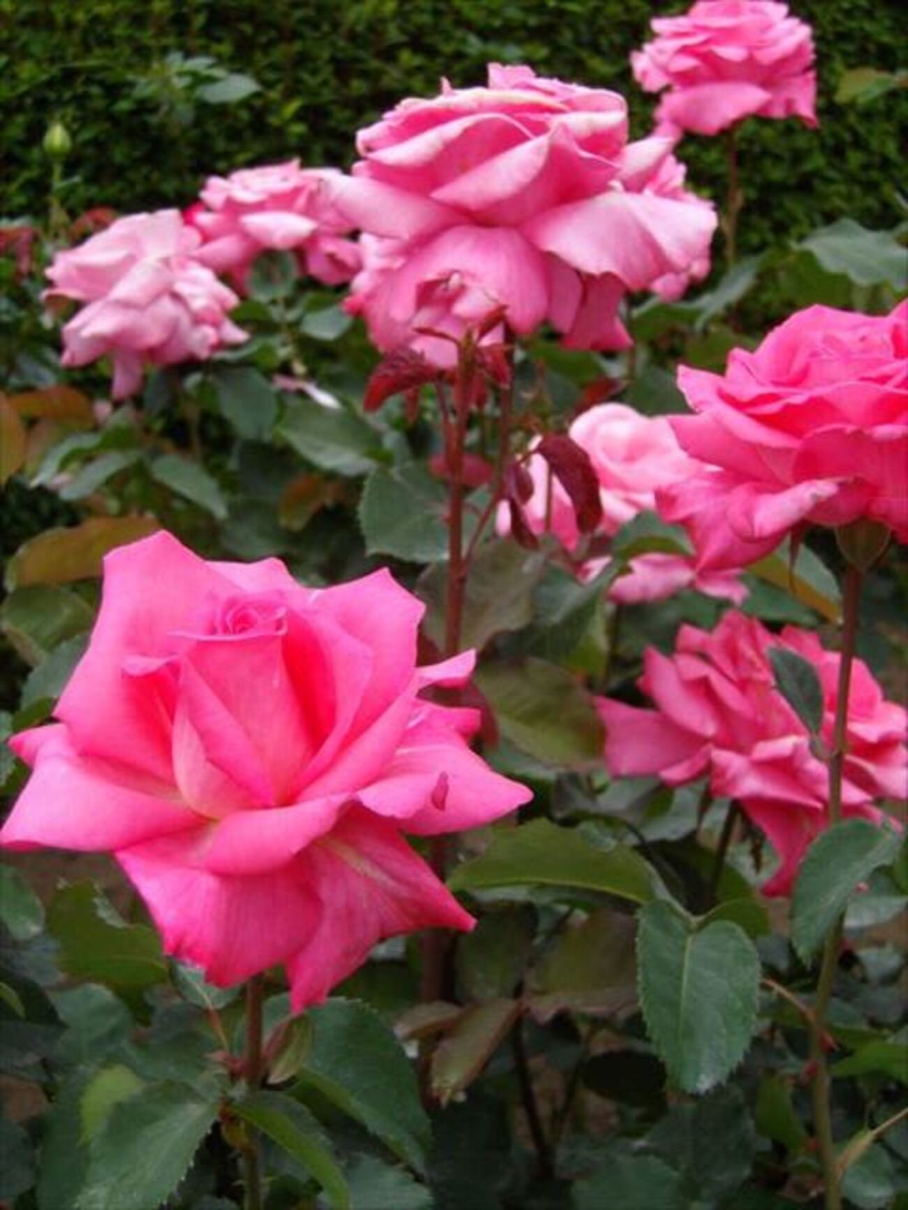 バラ - 新宿御苑 - minhana-bei-hateのブログ