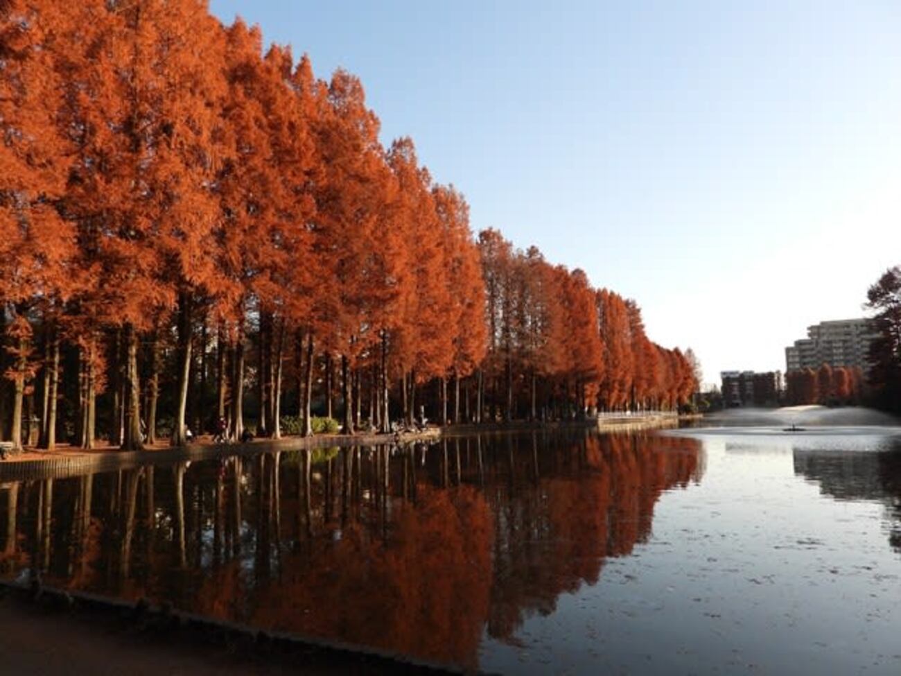 別所沼公園のメタセコイア2 - Kobby loves 埼玉＆レッズ