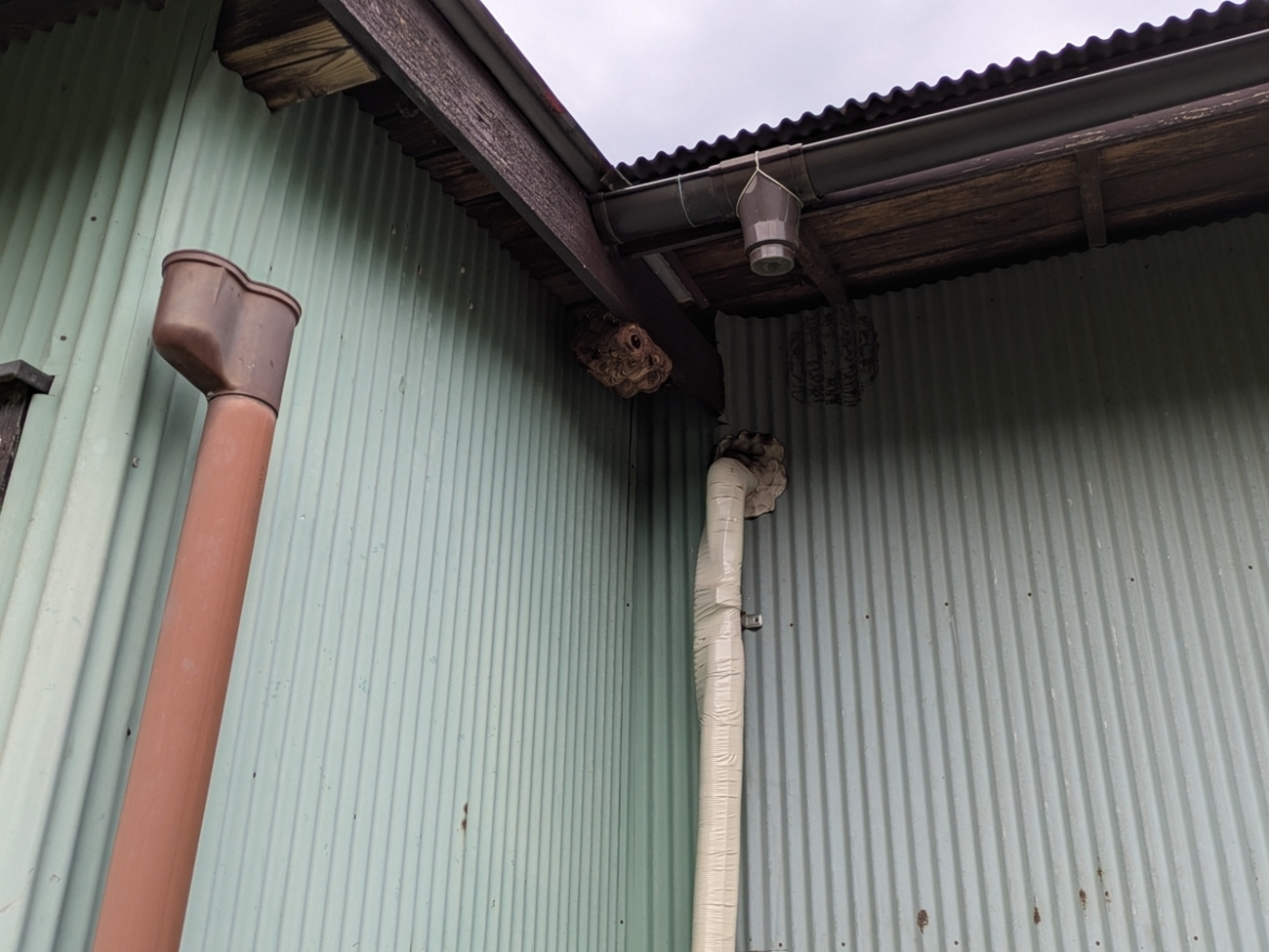 スズメバチが出た～ - JL1AGY’s BLOG