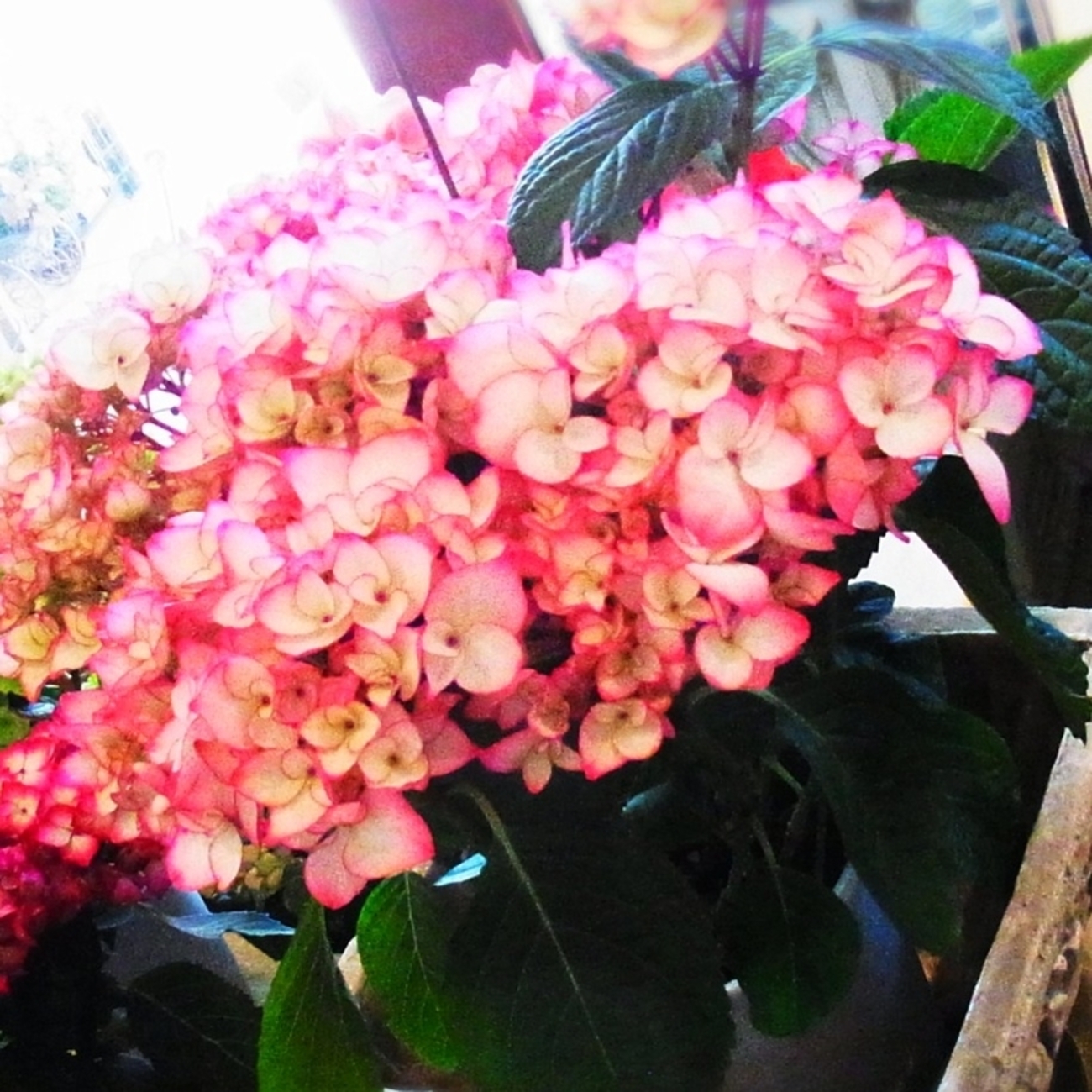 まもなく『母の日』 - 花屋ふた葉 hanaya-futaba’s blog