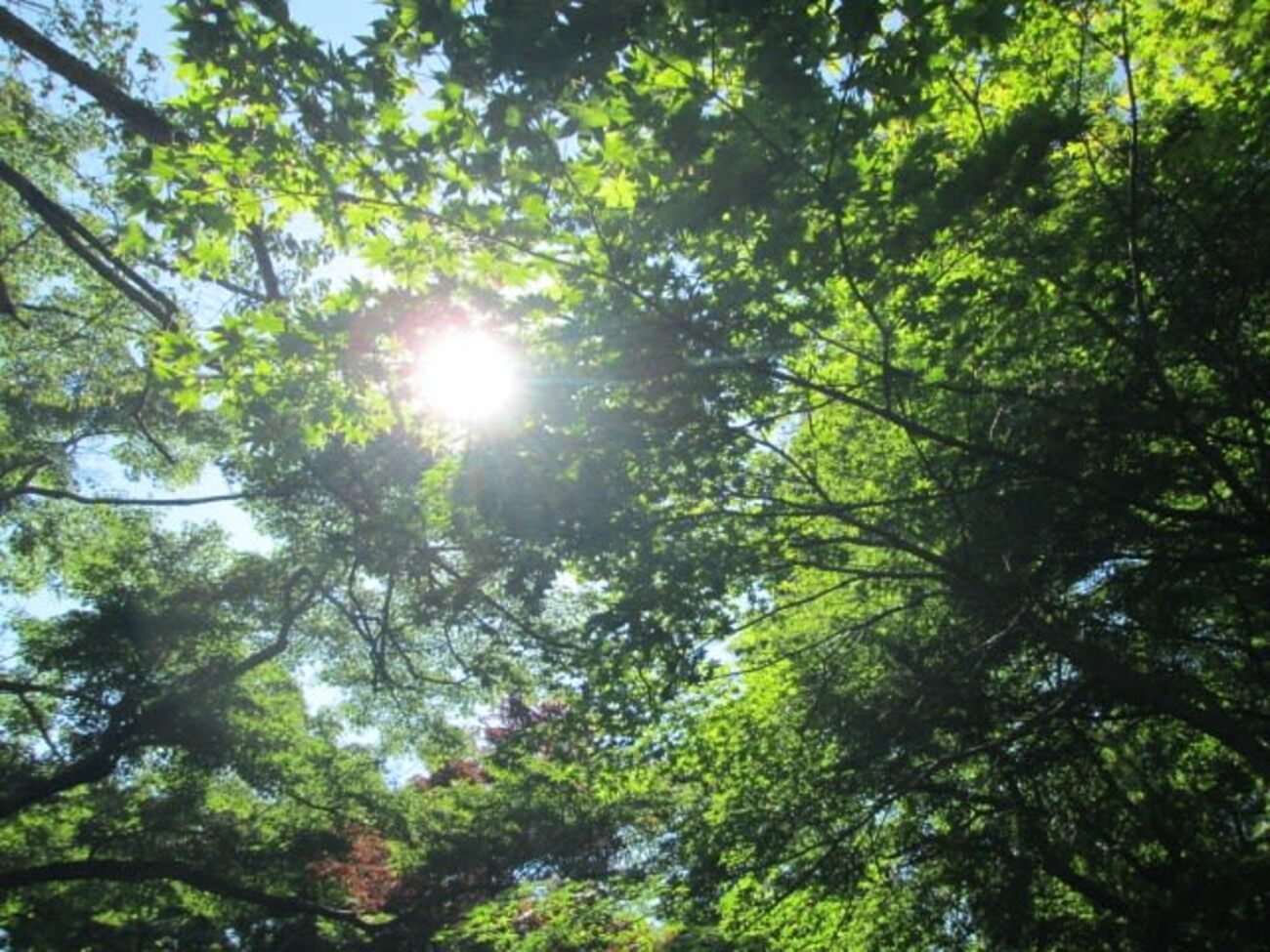 SHARP製マスクのその後について - 三菱ジープ互助会 j57kai01799のブログ