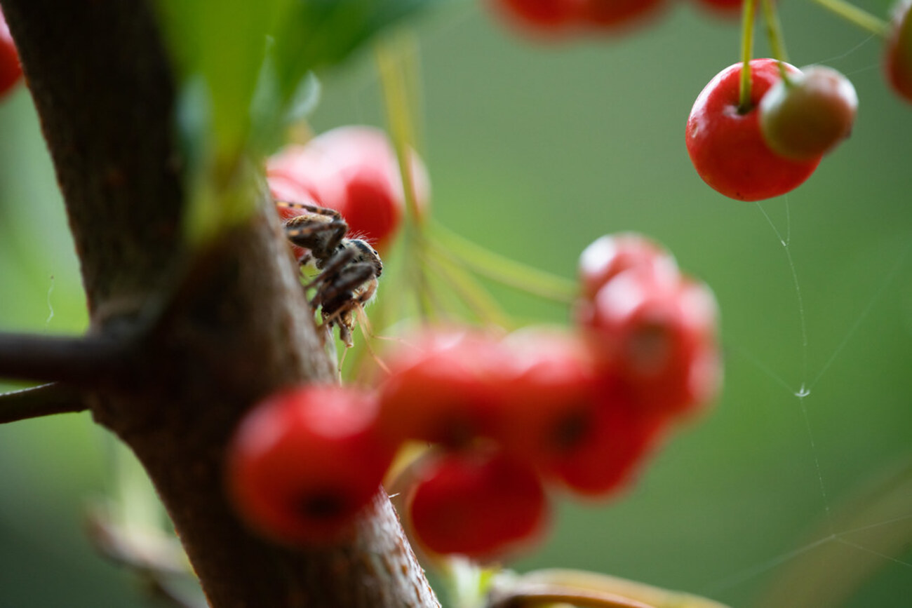 NATURE SNAPS - An Ordinary Life