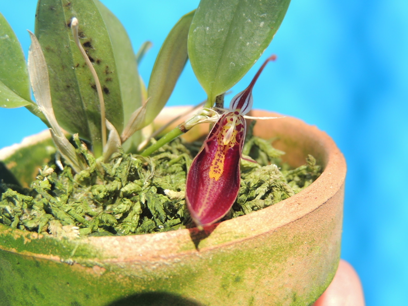 Restrepia condorensis - 百花良蘭