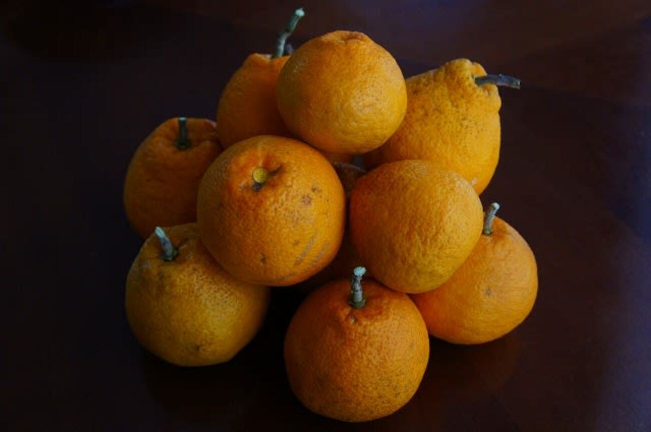 伊予柑の収穫 - hiroの花便り part2