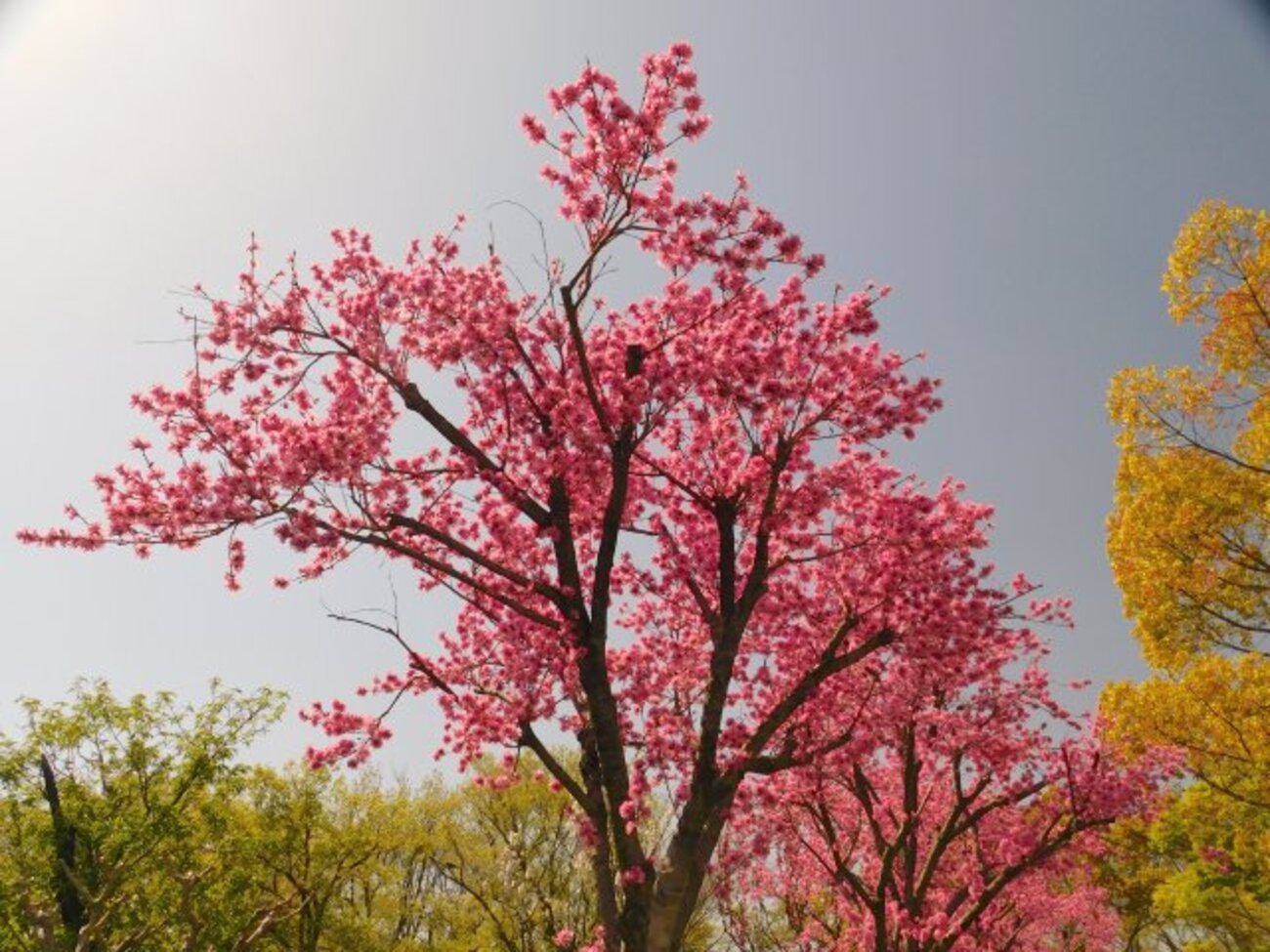 大きな進展が、有りました。 - oichan-2’s blog