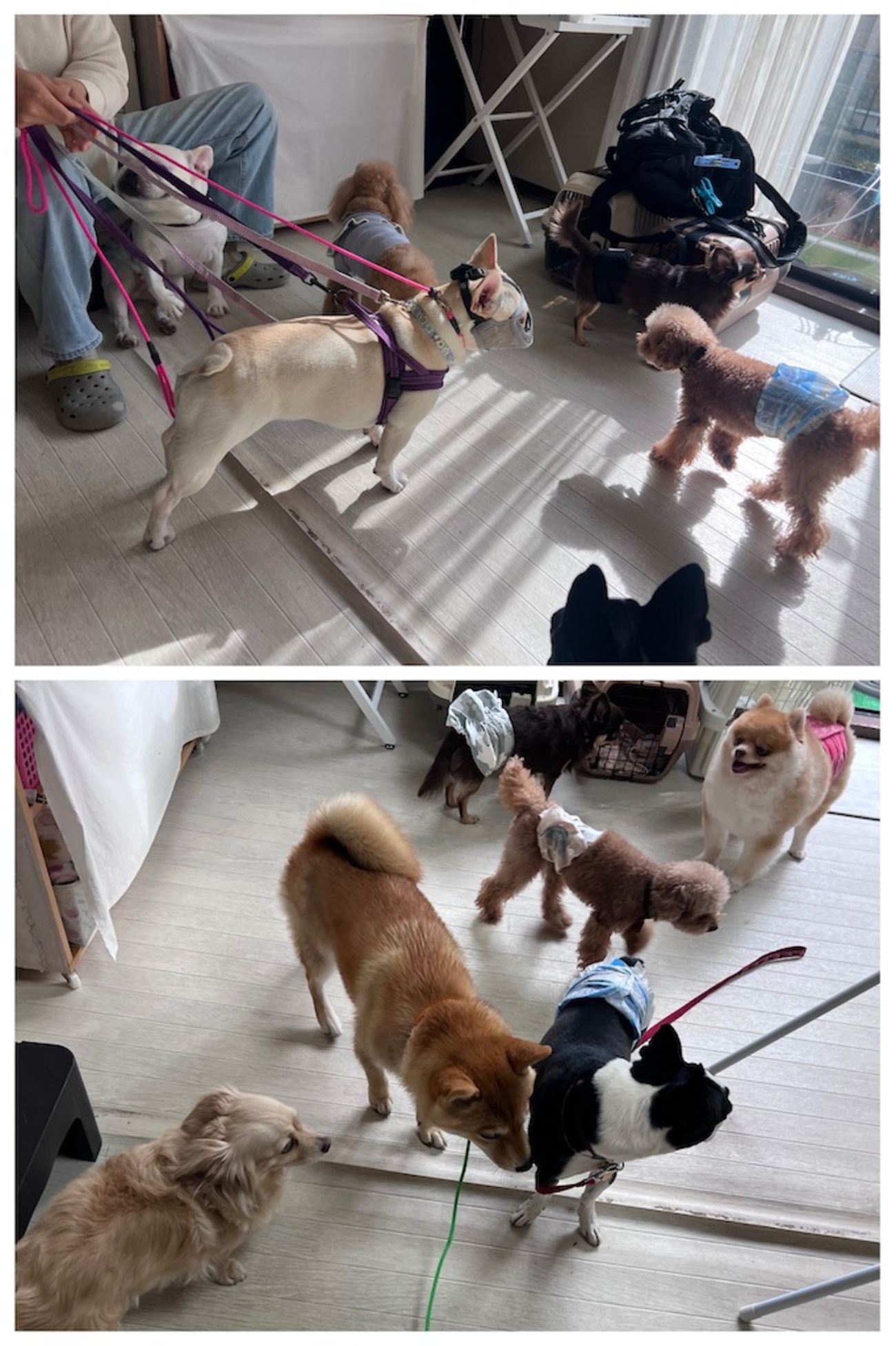 2025年11月2日🐾 今日のマヤ暦 - BigBlueペットマヤ暦