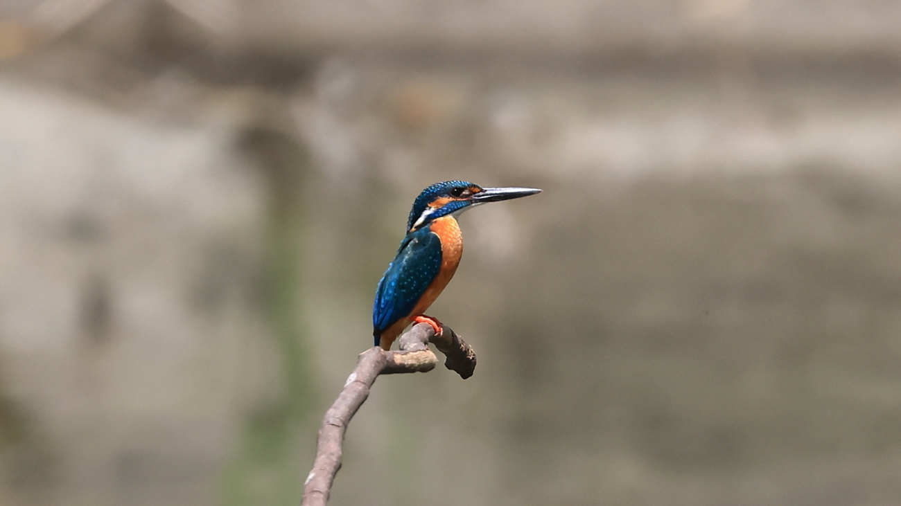 久し振りのｶﾜｾﾐ撮影（5.14_25） - runway32