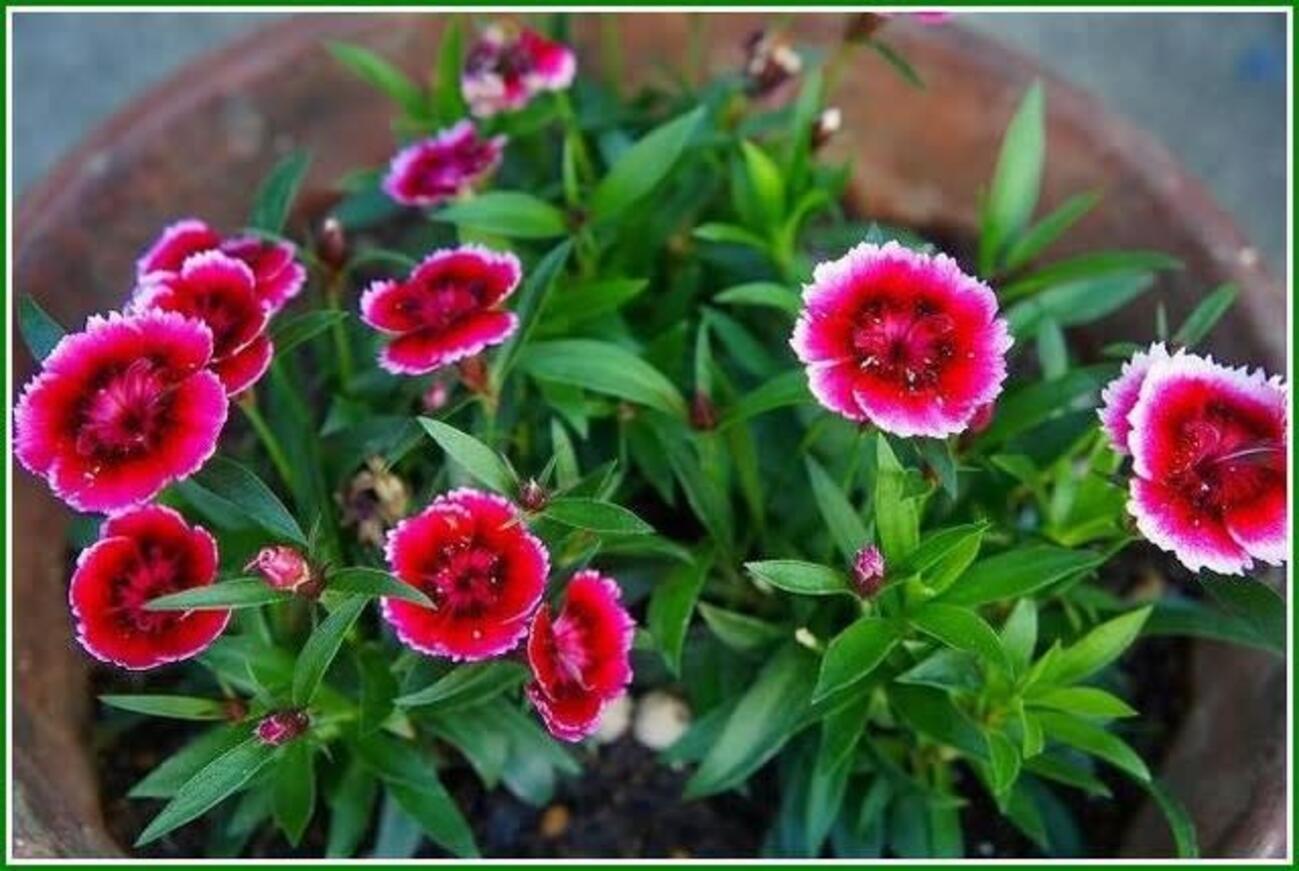 骨折 - hiroの花便り part2