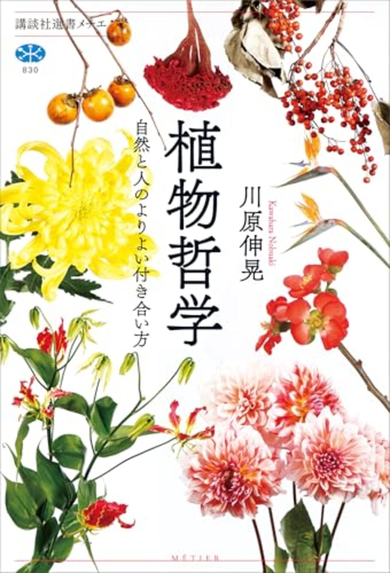 植物哲学/川原伸晃 - HONMEMO