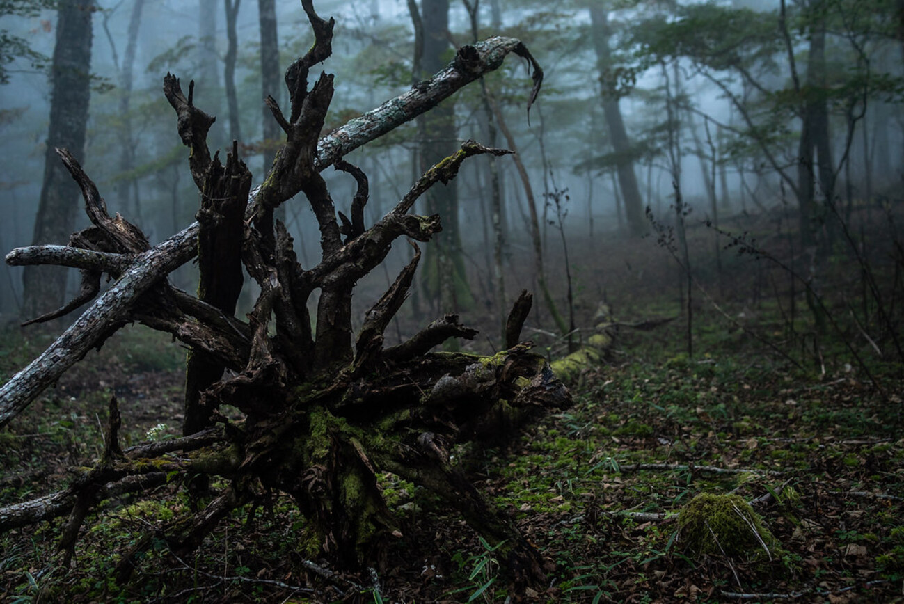 Nature snap #14 - An Ordinary Moment