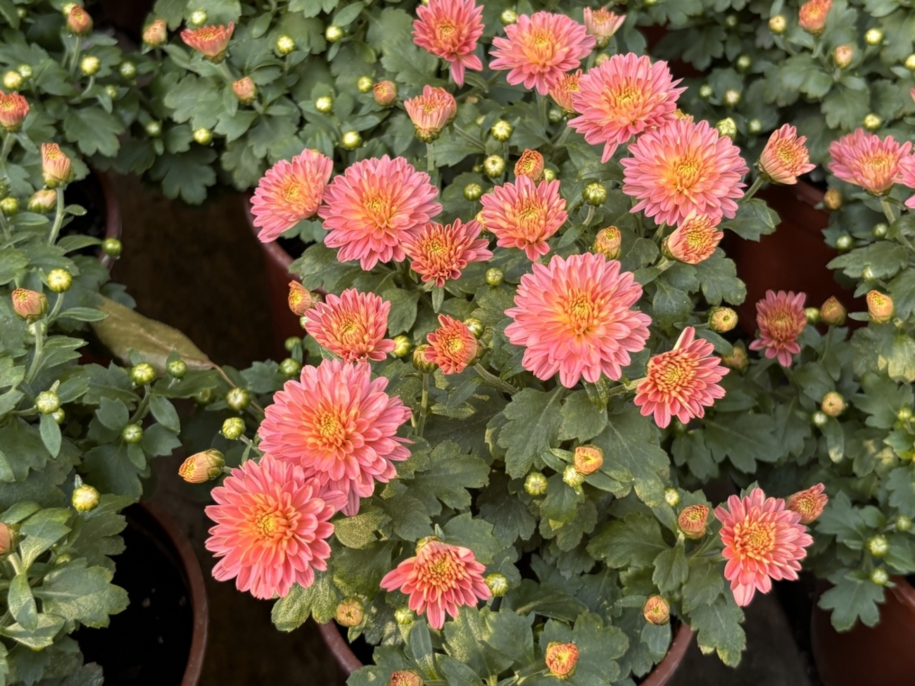 本性をあらわにした中国 - Yusuke Nakamura「これでいいのか日本の医療」 ”What’s up?"