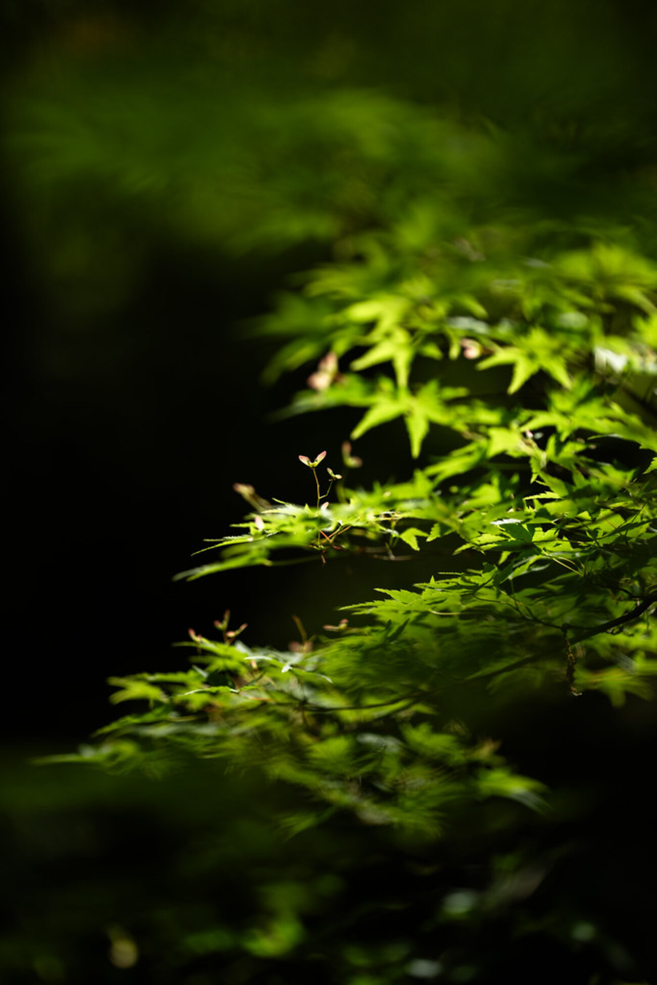 Nature snap #65 - An Ordinary Moment