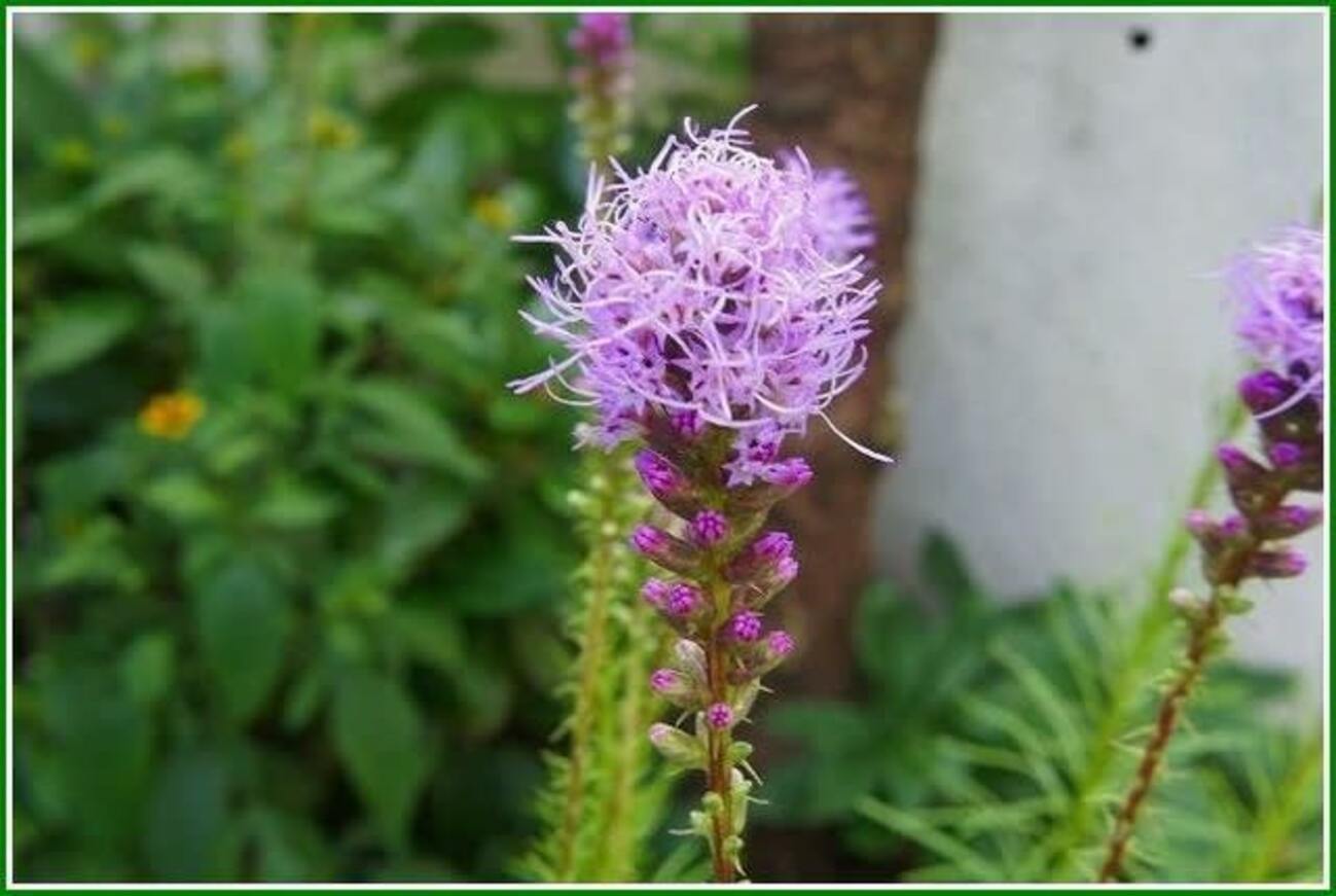 梅雨明け／リアトリス・コボルト - hiroの花便り part2