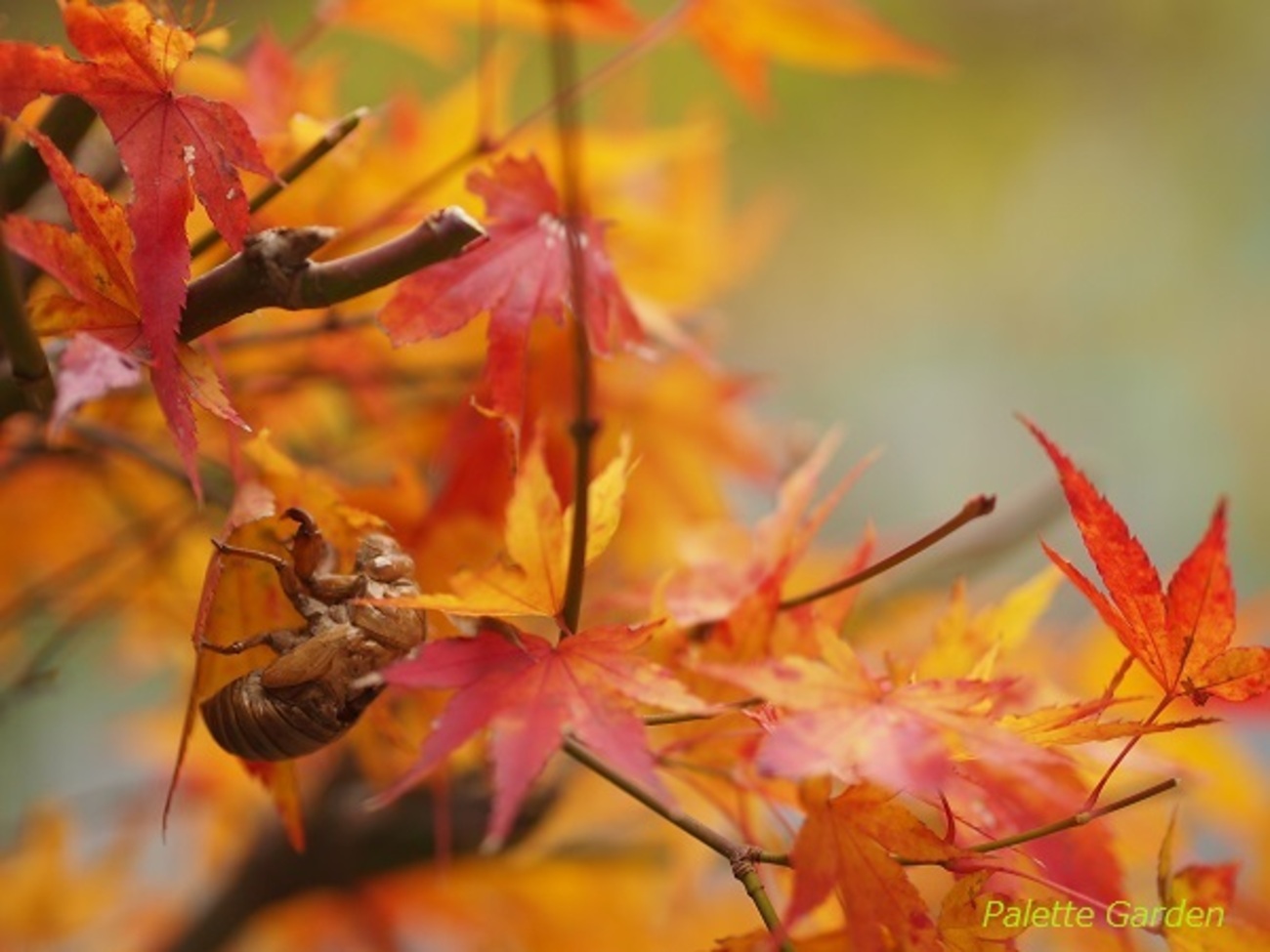 The cast‐off shell of a cicada - kuroshiba-qoo