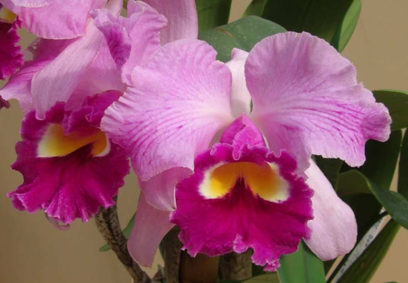 Rlc. Don De Michaels を交配親とした品種画像集 - カトログ !! ～ カトレヤ交配種のブログ (Hybrid ...