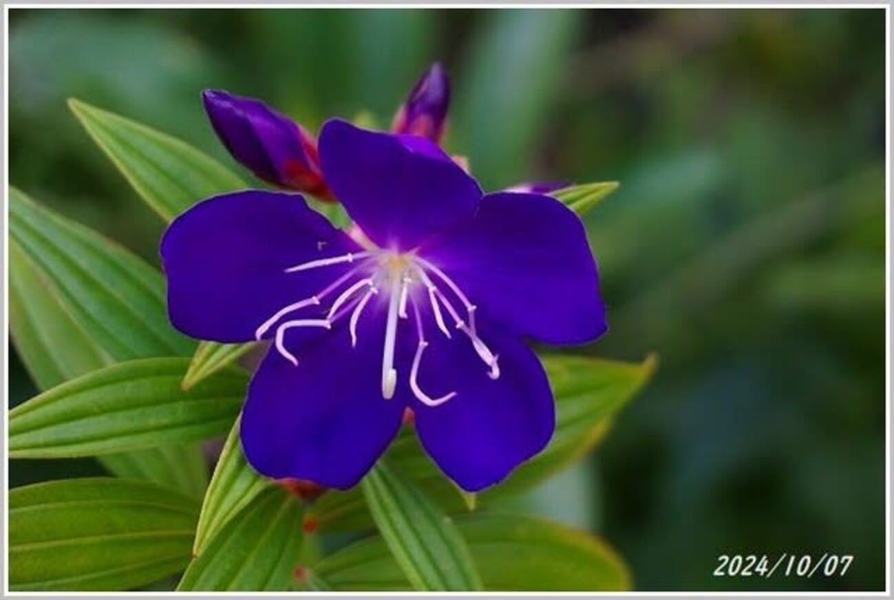 庭の花 / 嬉しいプレゼント - hiroの花便り part2