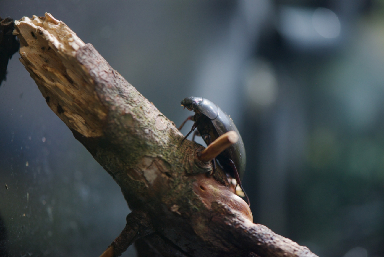 ガムシ Hydrophilus acuminatus - RemoteRegion@AquaTotto