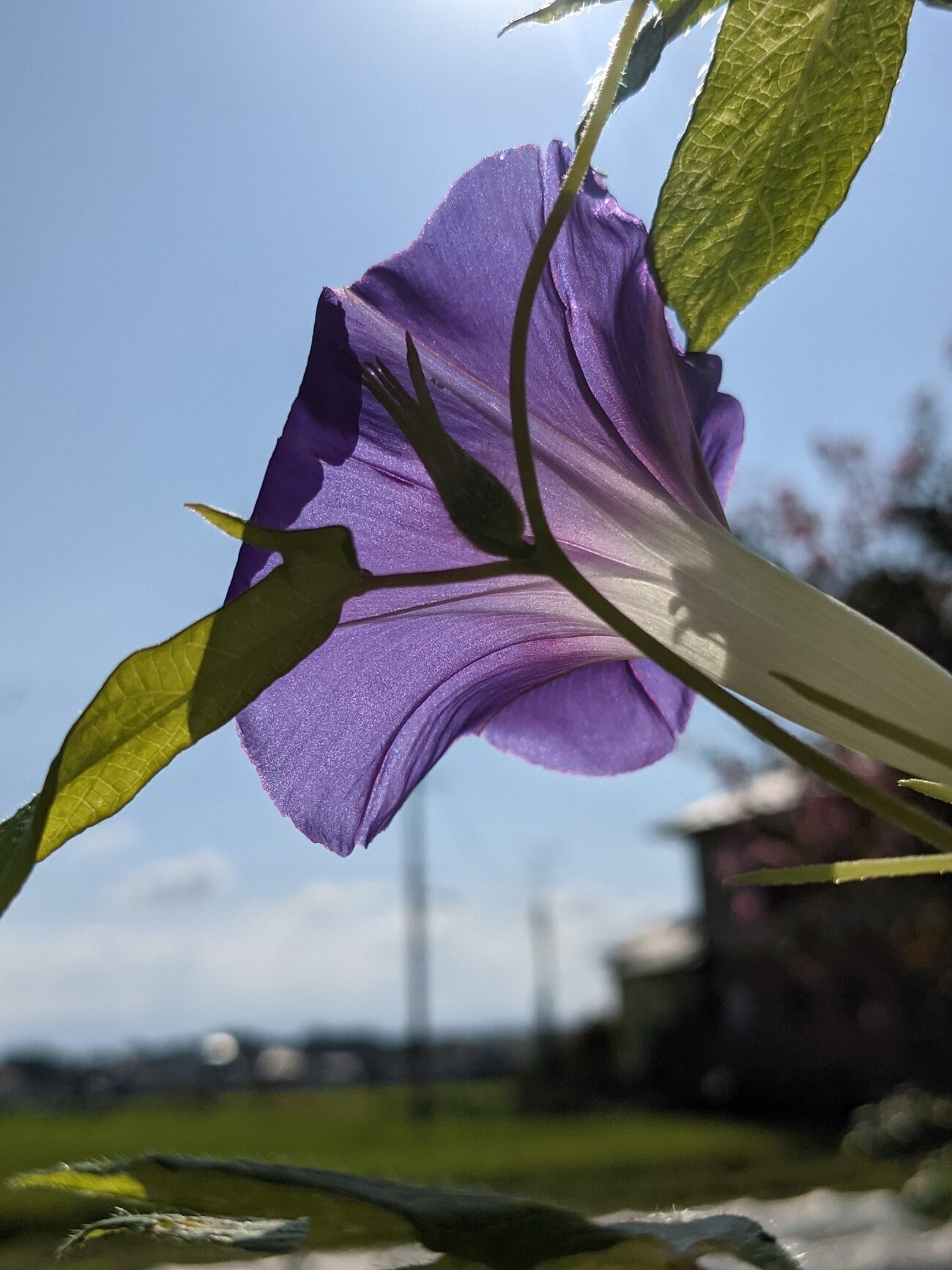 いつもと違うアサガオ - TETSU JUKU