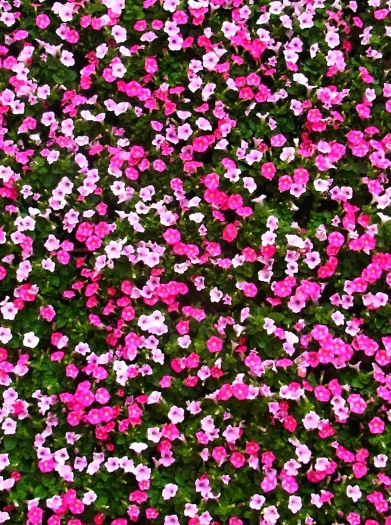 ペチュニアの次 - 花屋ふた葉 hanaya-futaba’s blog