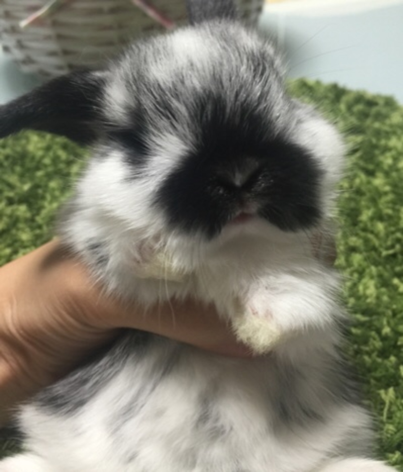 生後22日目。 - ほぼ日刊ラビットジャーナル by，Karin'z Rabbitry