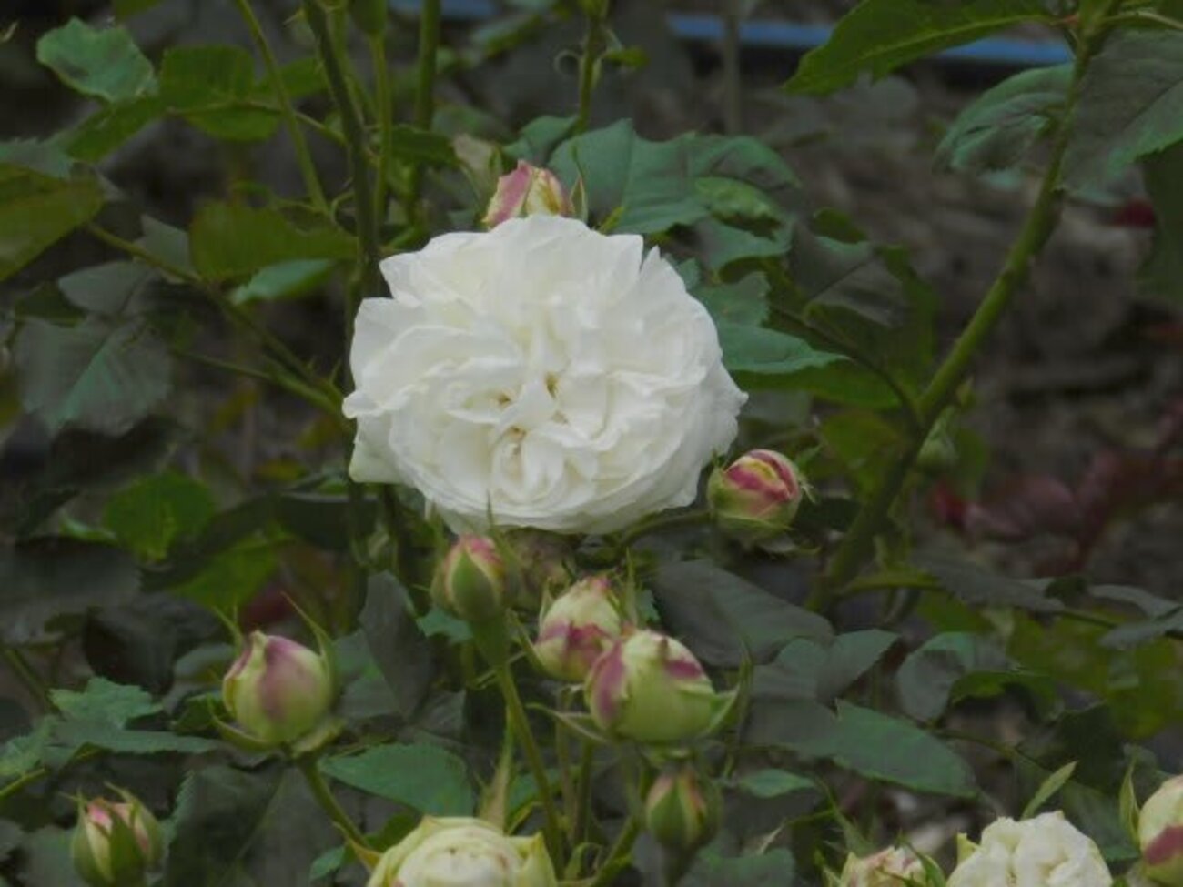 秘密が秘密で無くなる - oichan-2’s blog