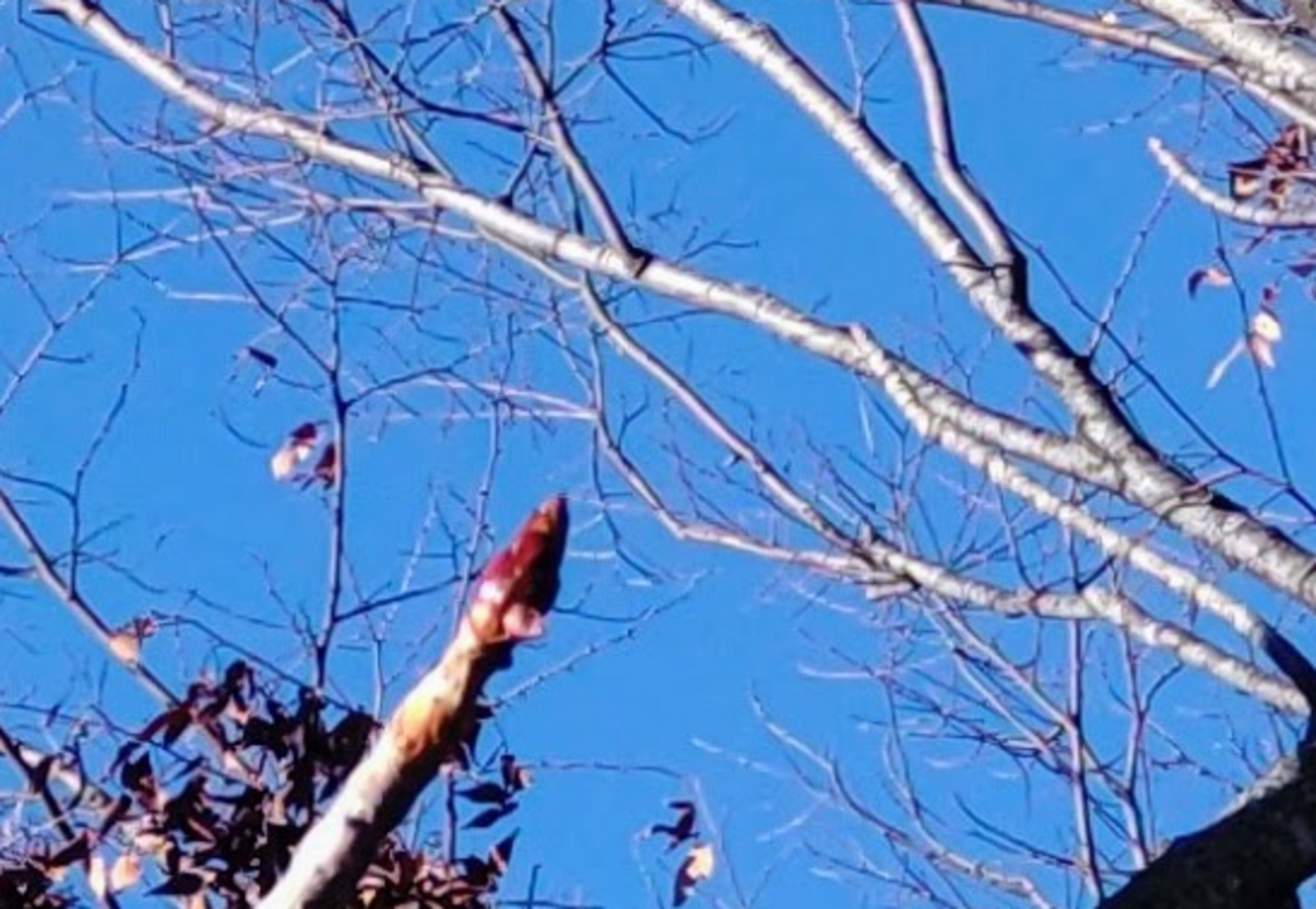 トチノキ：冬芽 - xcallus’s diary