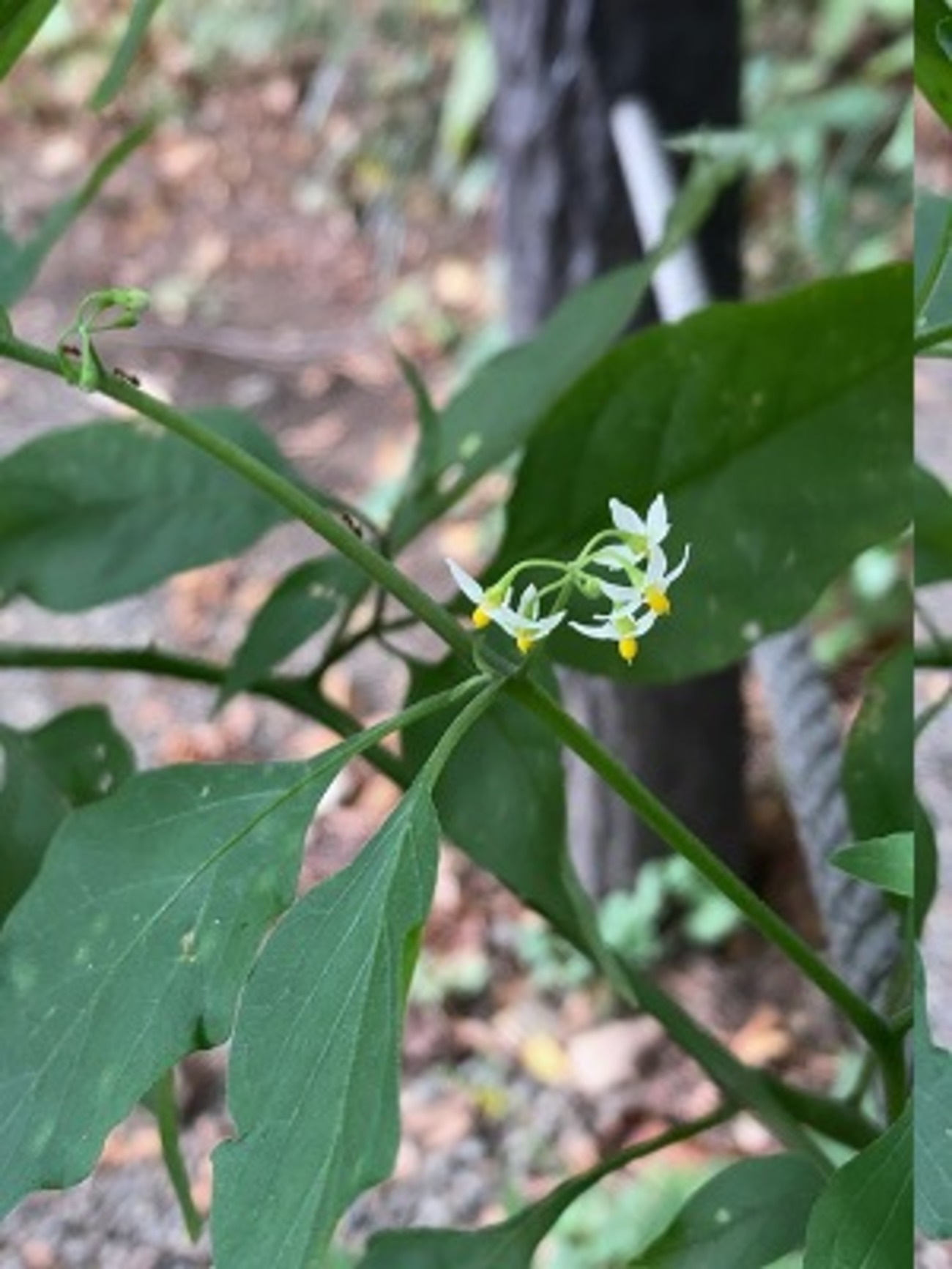 20250923 附属自然教育園 - minhana-bei-hateのブログ