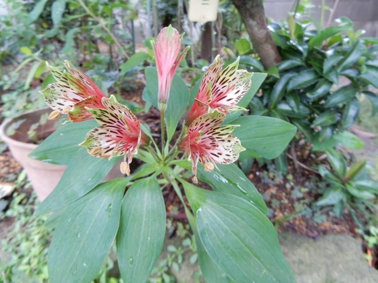 アルストロメリア・プルケラ - KONASUKEの部屋