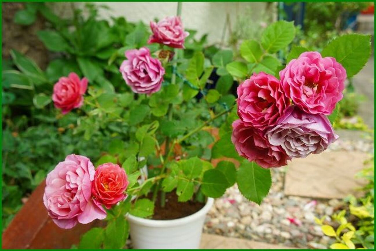 挿し木のバラ＆返り咲き？のバラなど - hiroの花便り part2