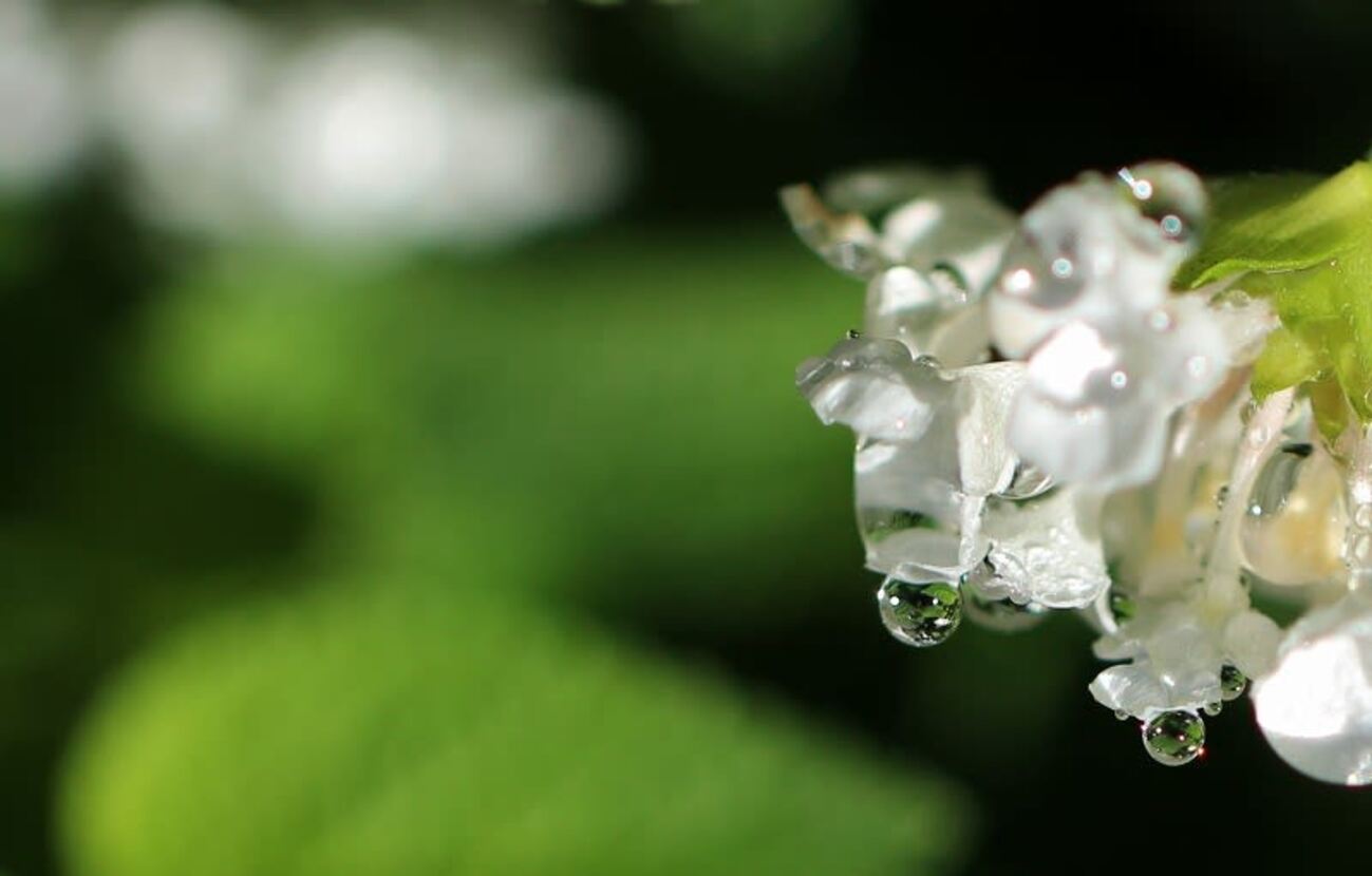 ランタナ＆雨の雫 - morinoki2011 ( ‿ ｡)