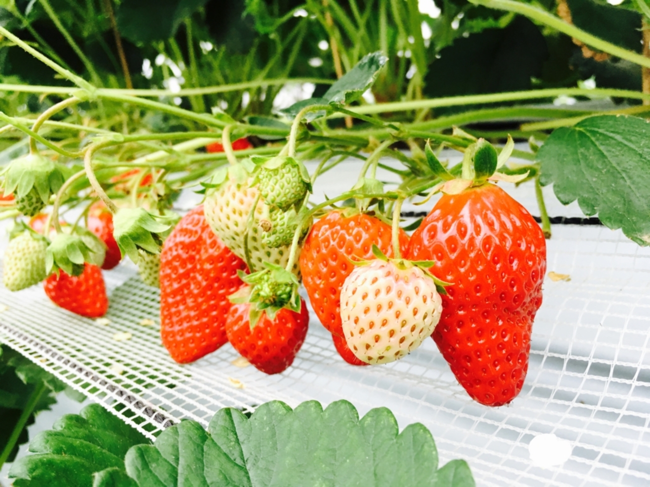 いちご🍓狩り情報5/20(土)開園日です。 - senbikiichigo’s blog