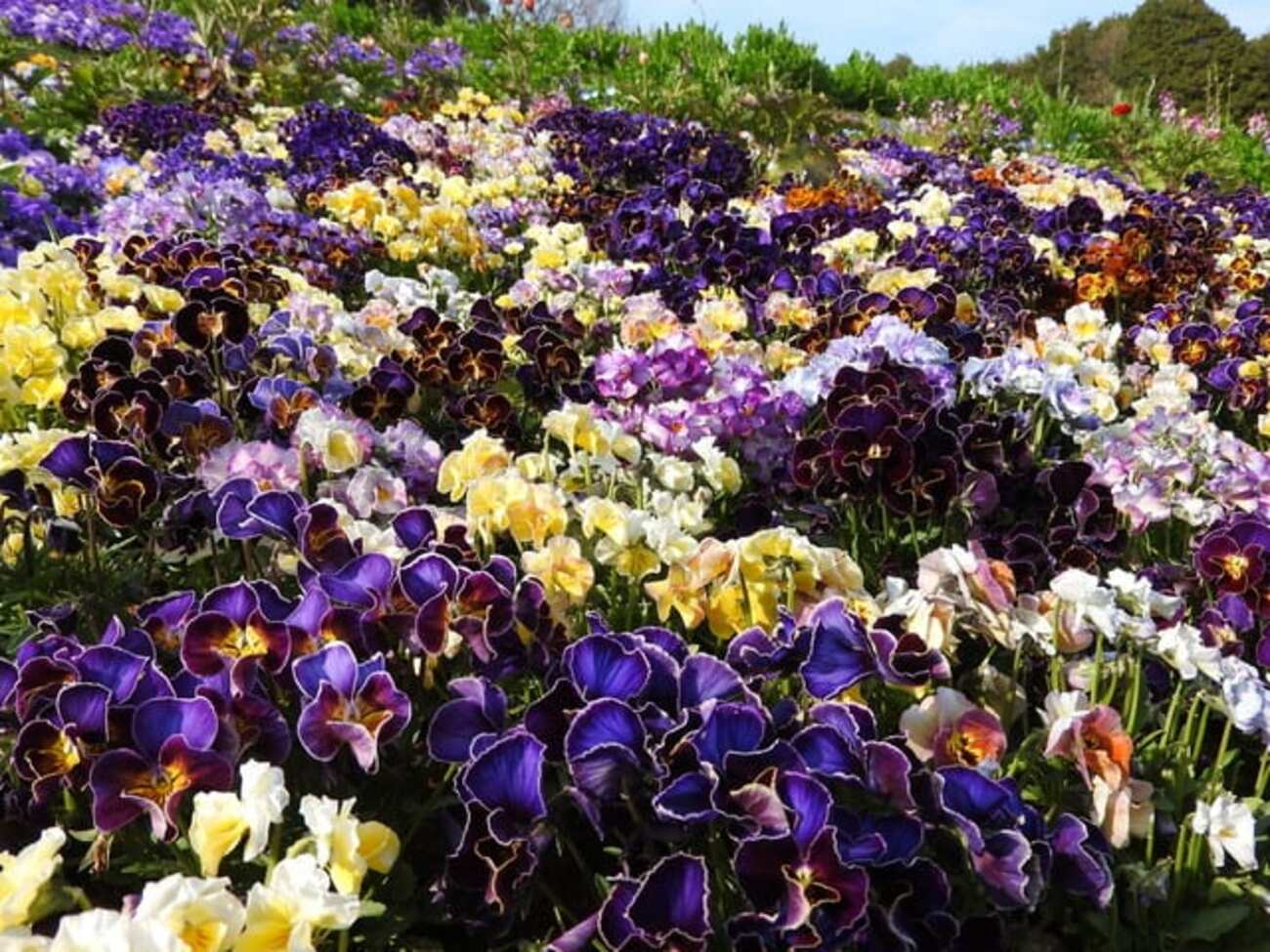 パンジー - 全国都市緑化よこはまフェア「里山ガーデン」 - minhana-bei-hateのブログ