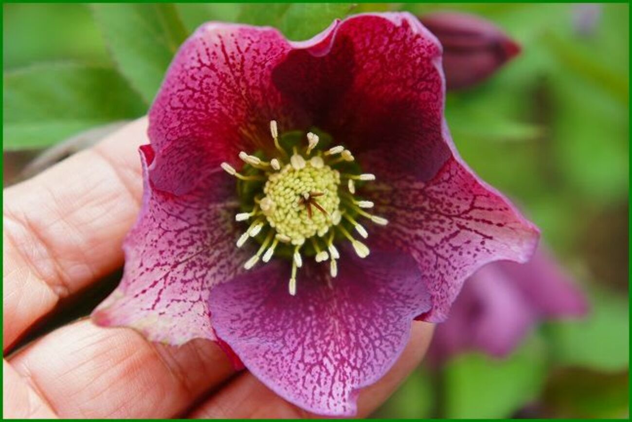 クリスマスローズ③ - hiroの花便り part2