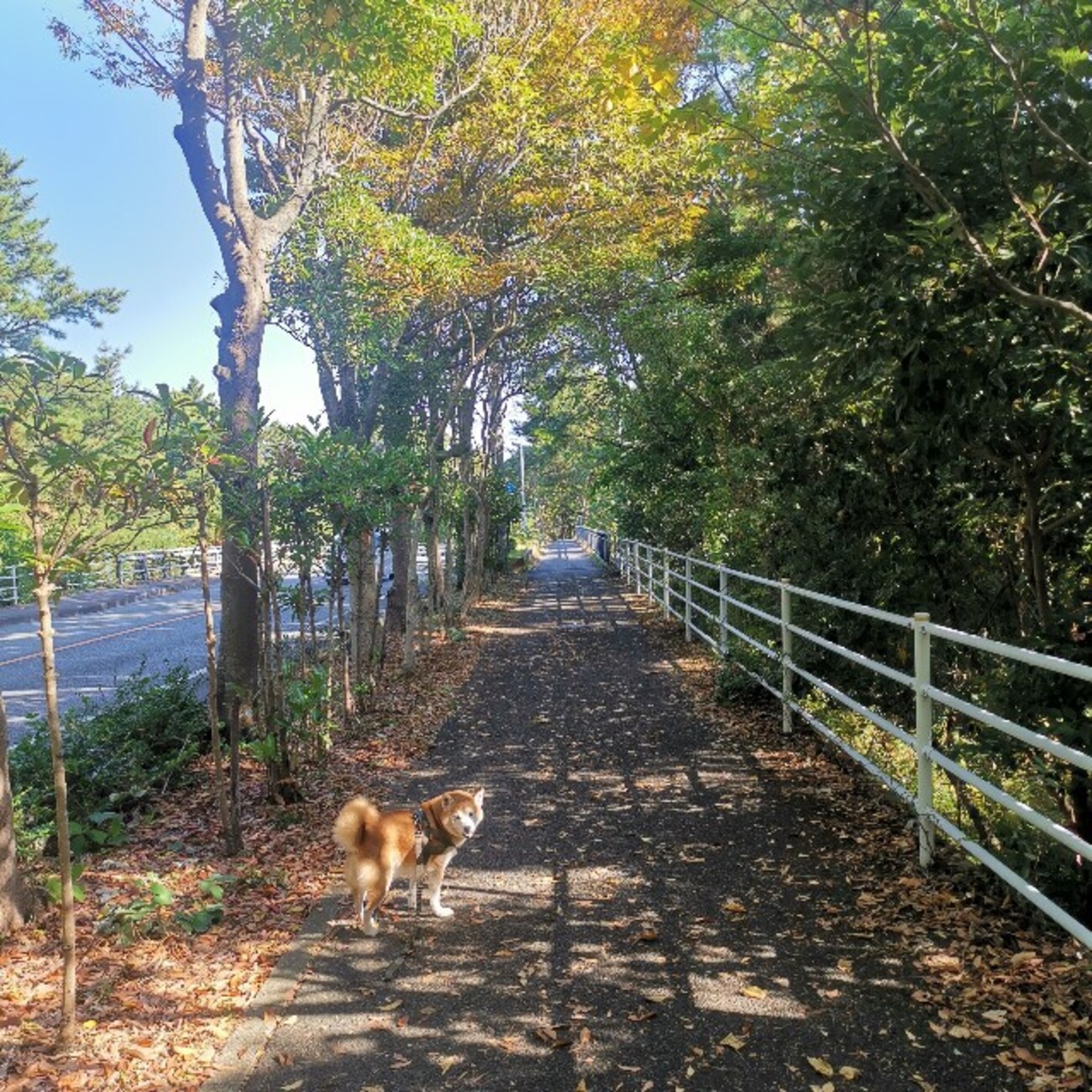 食べて元気に、、、。 - mainte_man’s diary