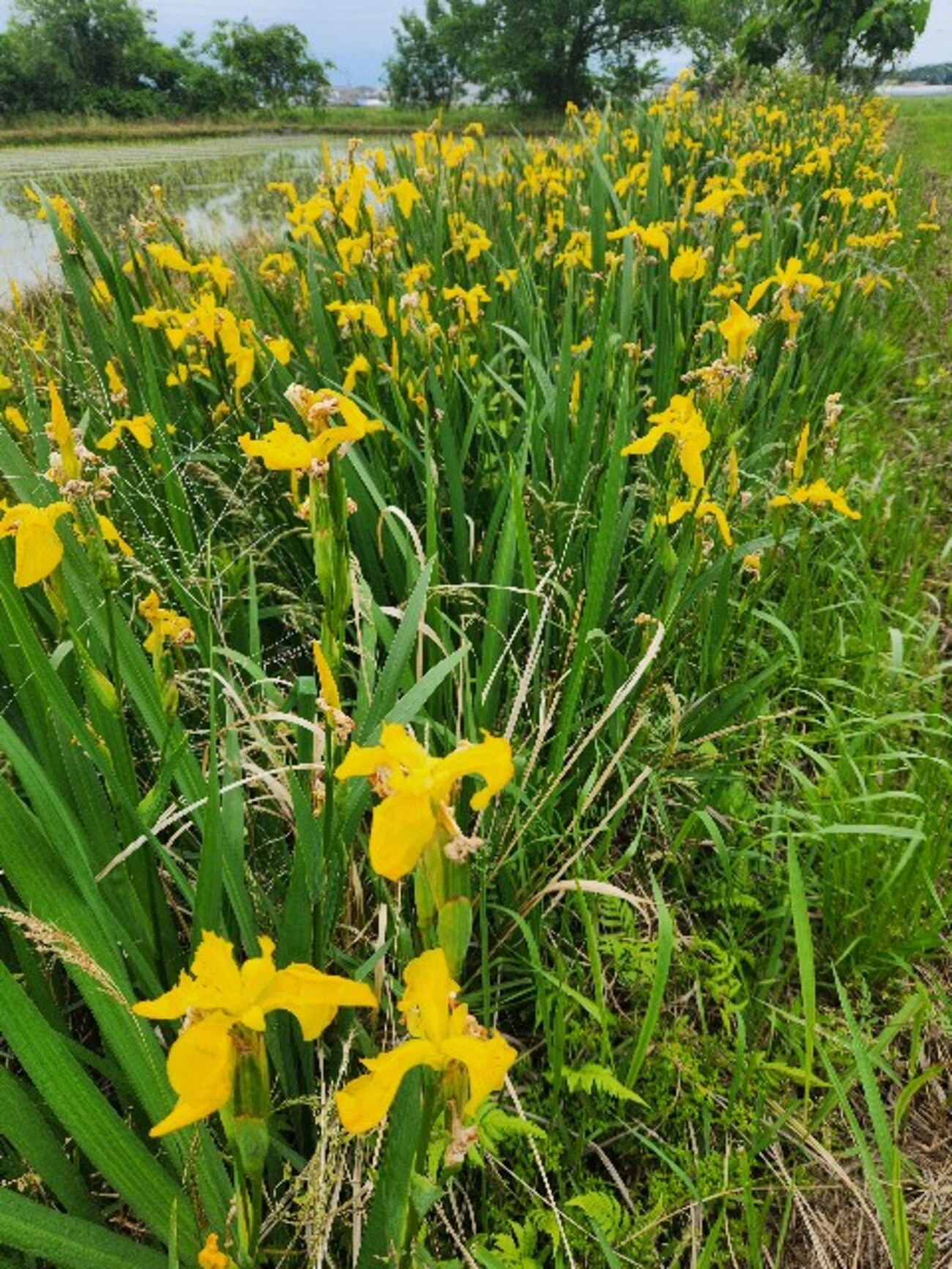 俳句シリーズ824 - Tabon-Rien’s blog