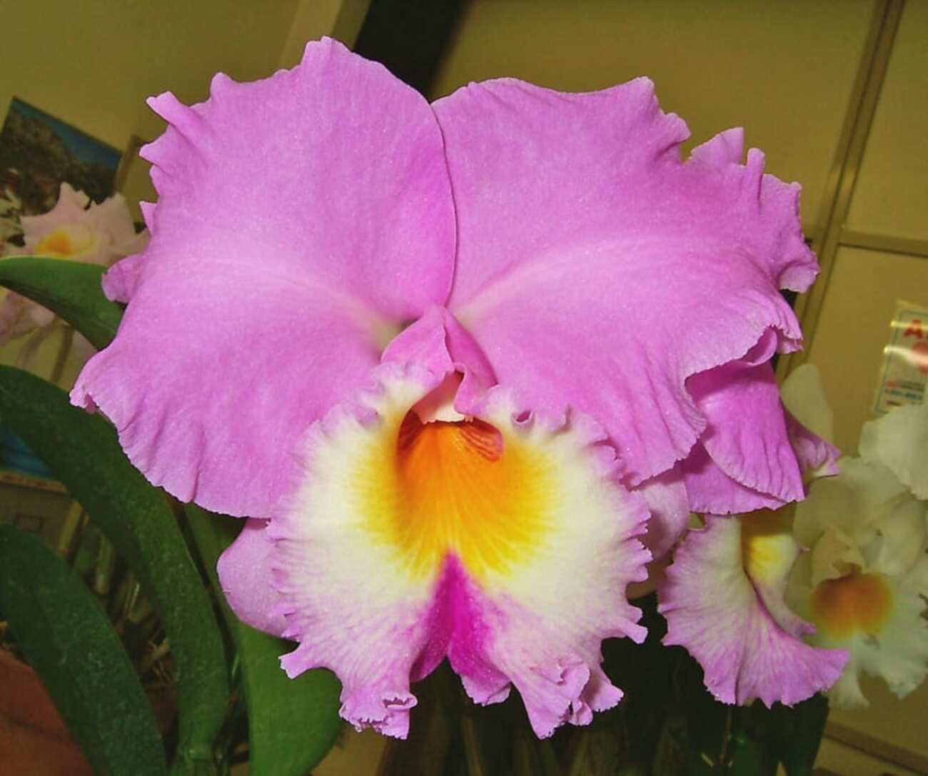 Rlc. (Triumphal Coronation‘Seto’x C. Bonnet‘Fiesta’) 実生開花例2 - カトログ ...