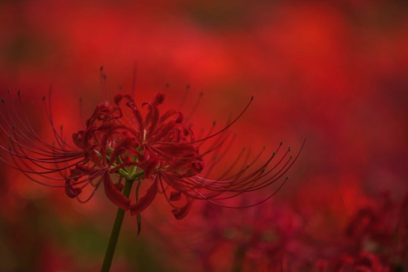 燃ゆる彼岸花 - morinoki2011