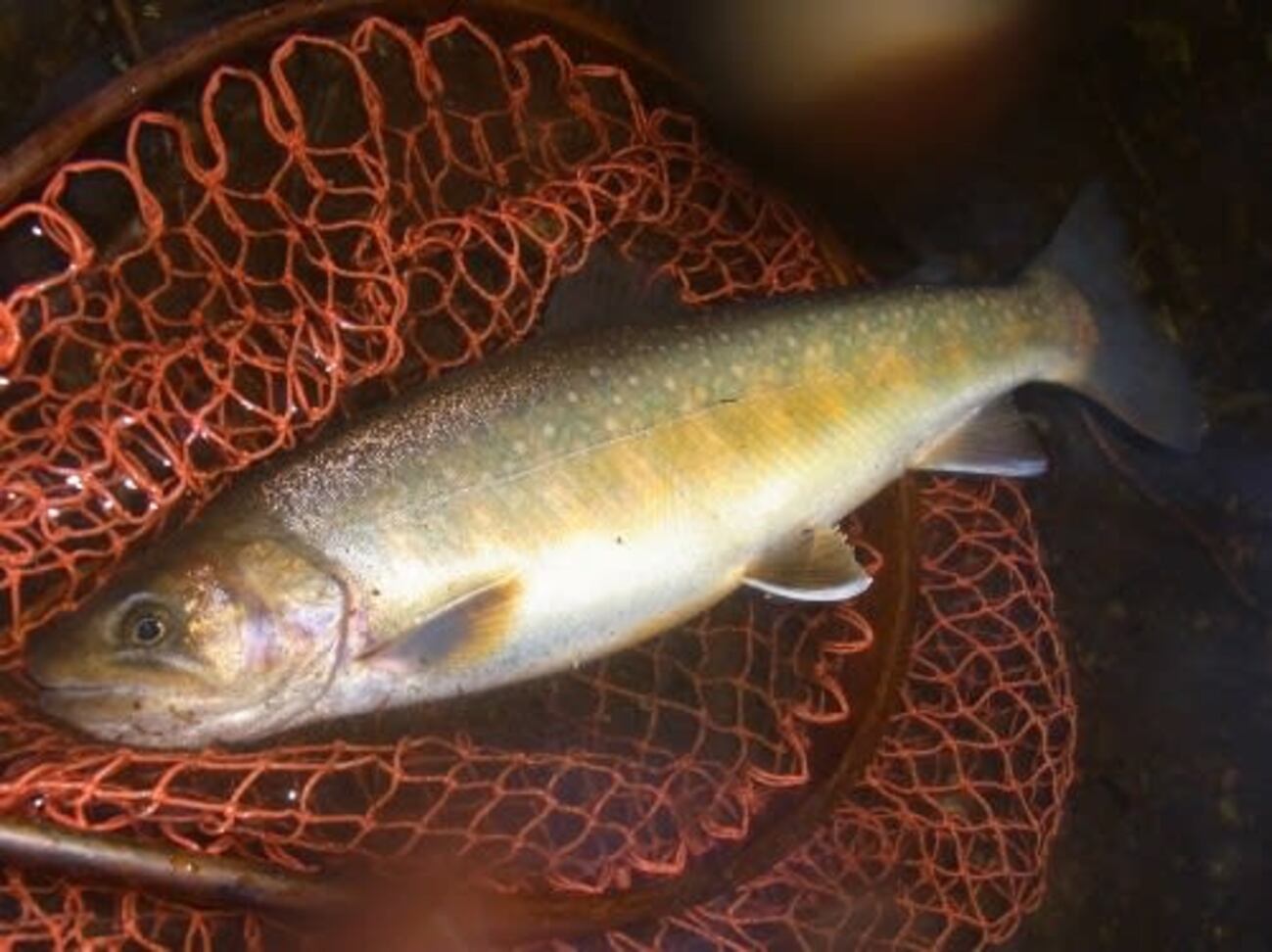 夕暮れイワナ Jun.30 - Forest Sync.