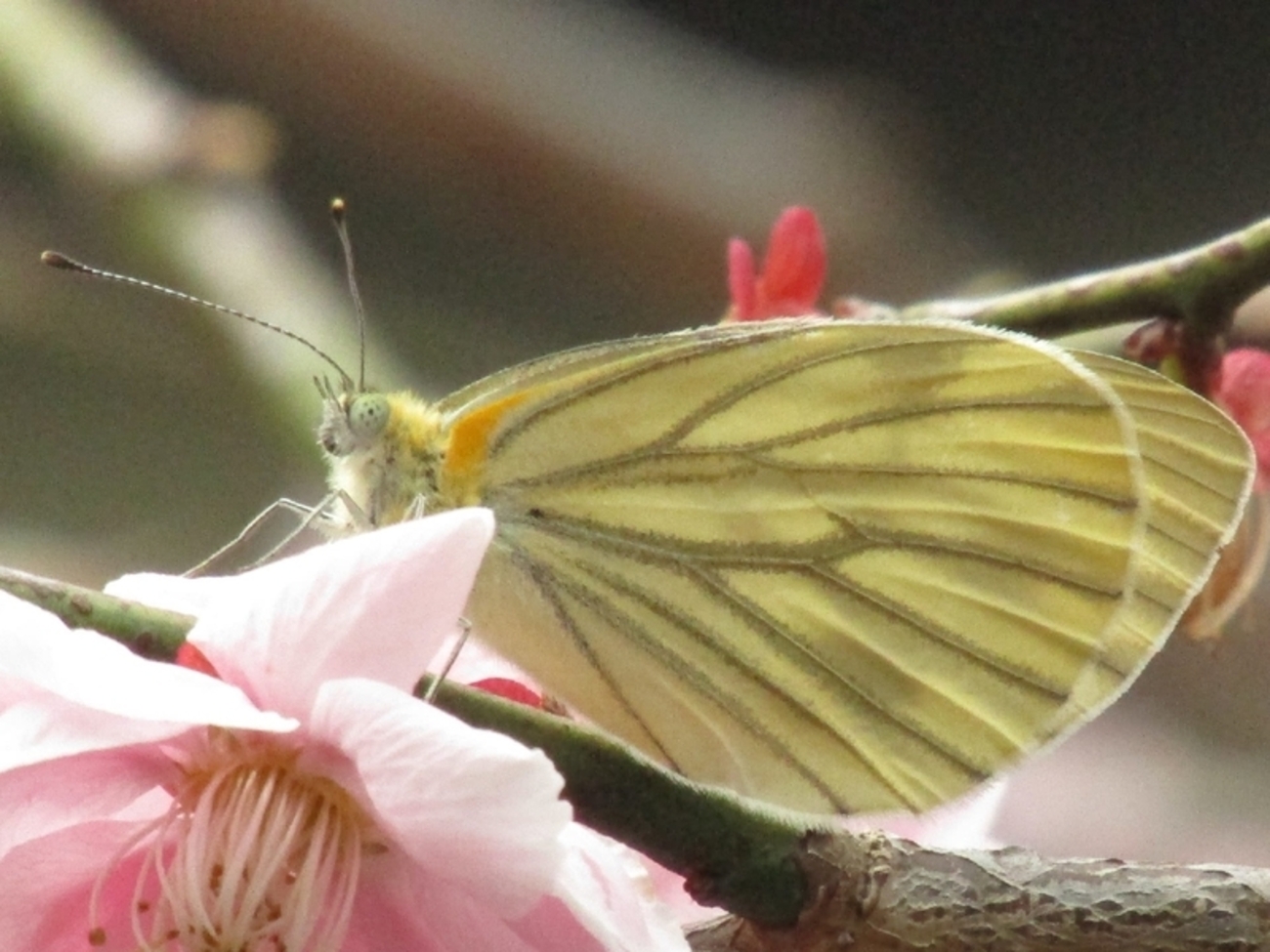 訂正ヤマトスジグロシロチョウ←スジグロシロチョウ初見2018/03/22 - KONASUKEの部屋