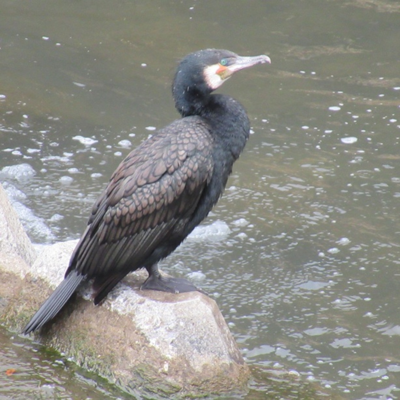 孤高のカワウ - 藤鈴呼 FUJISUZUKO