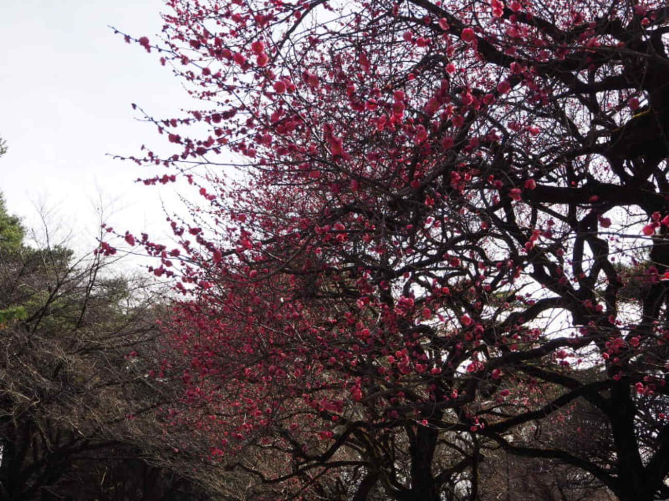 うめ - うさぎくん