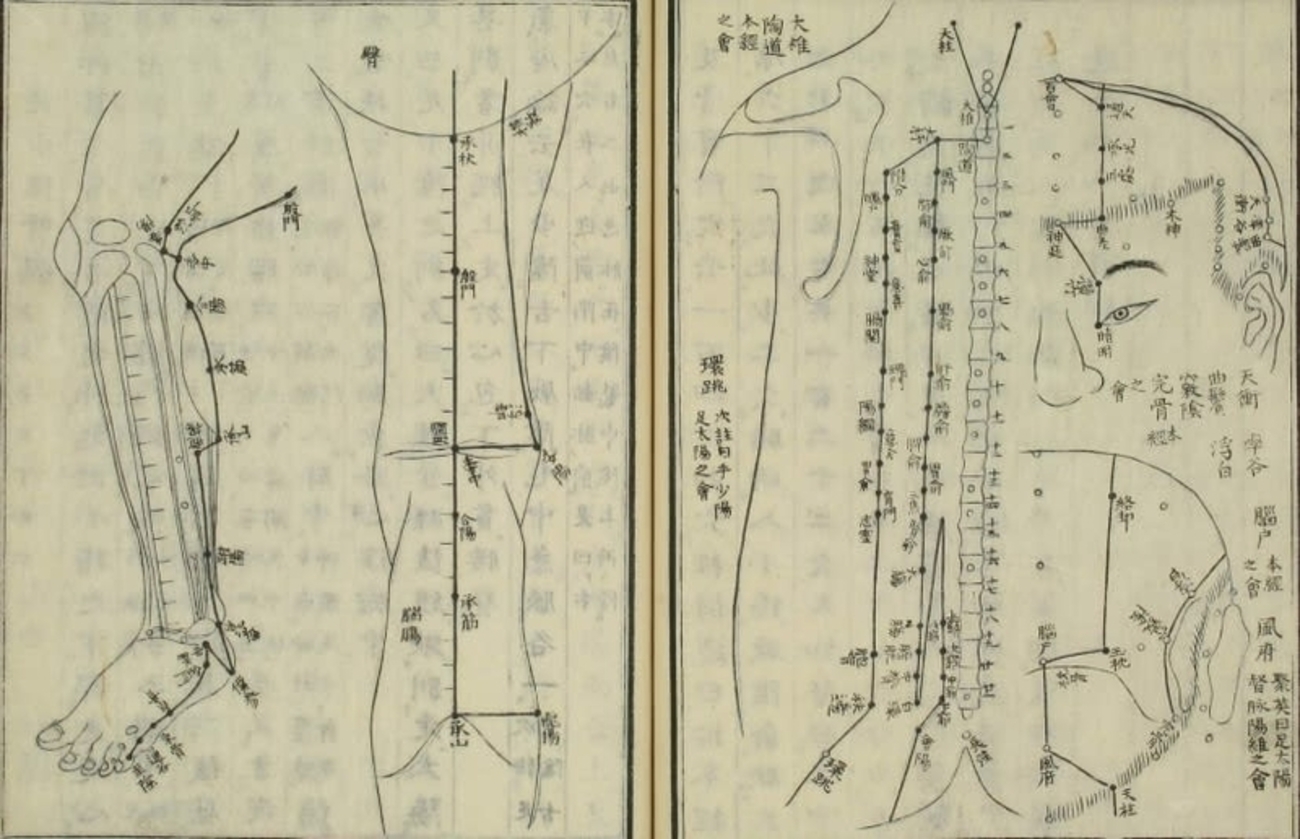 7．足太陽膀胱経 (Bladder-Meridian) (BL51-BL67 / 67) - はちみつブンブンの東洋医学・伝統医学のブログ・エッセイ