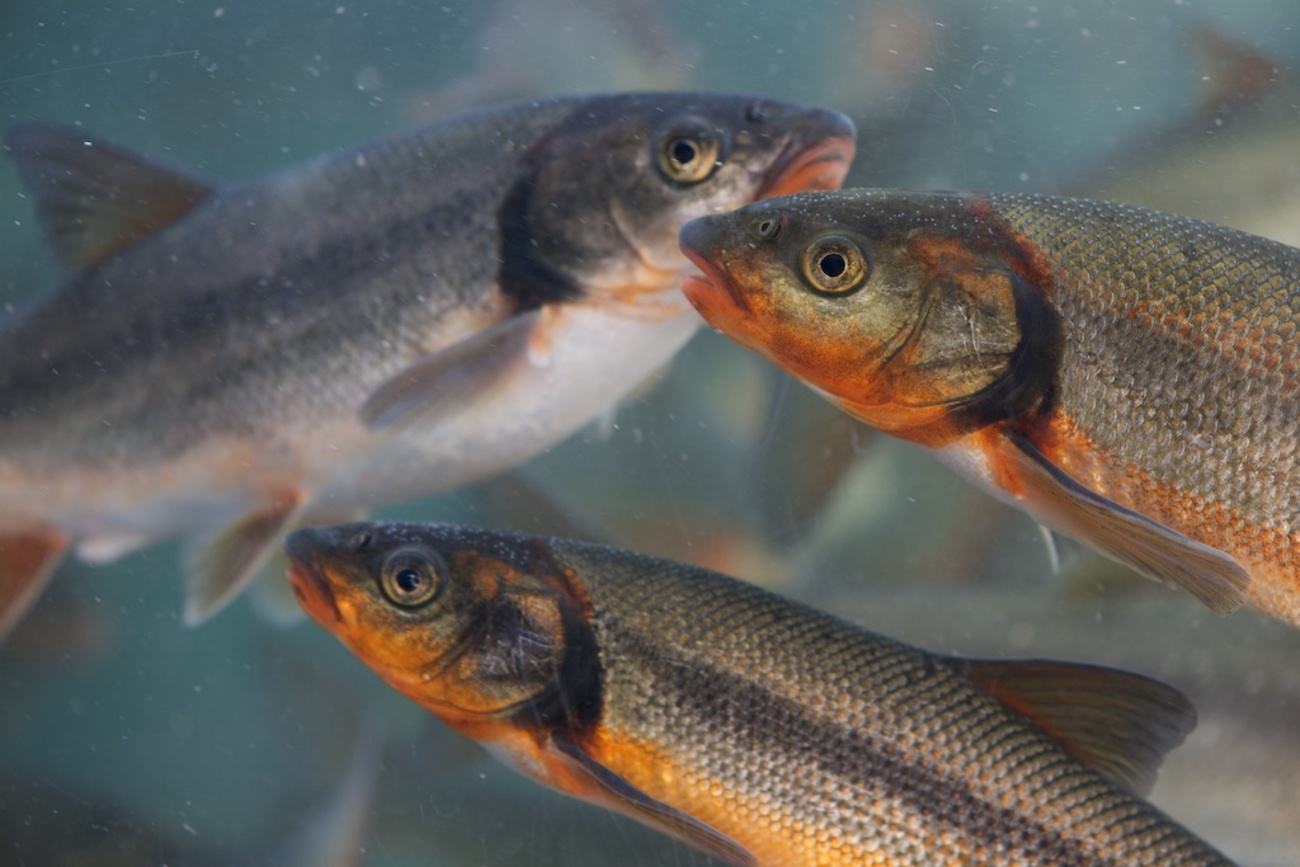 ウグイ Tribolodon hakonensis - RemoteRegion@AquaTotto