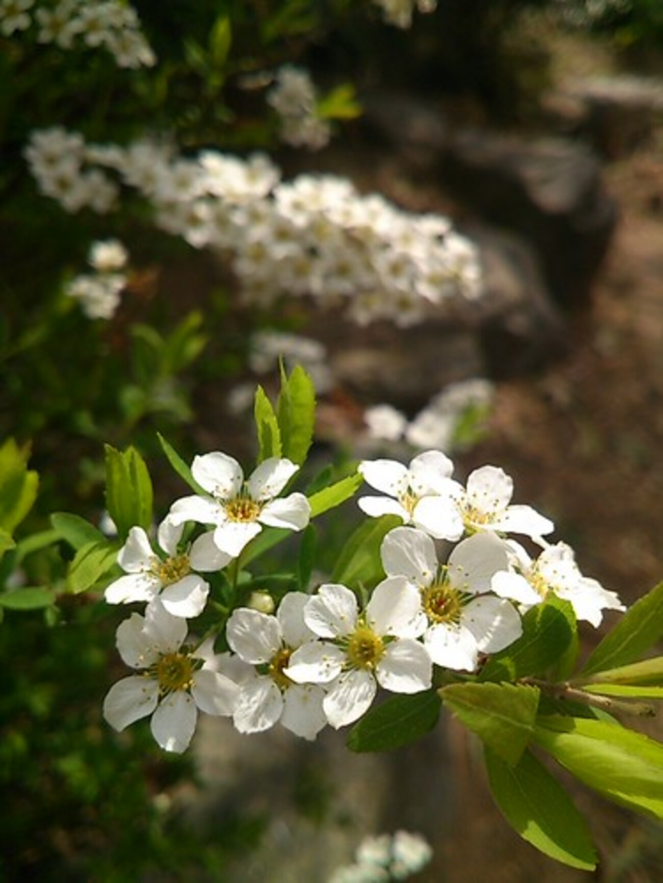 ユキヤナギ - Notebook :: Hibi no Note