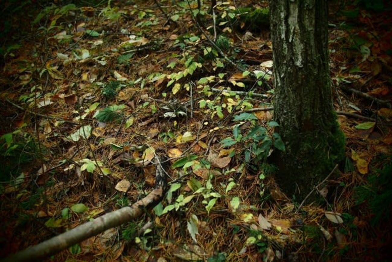 晩秋の森 Oct.28 - Forest Sync.