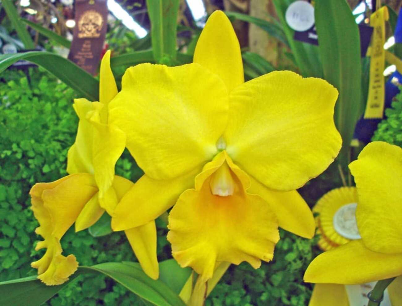 Rth. Krull's Happy Harold‘#3’ - カトログ !! ～ カトレヤ交配種のブログ (Hybrid Cattleya ...