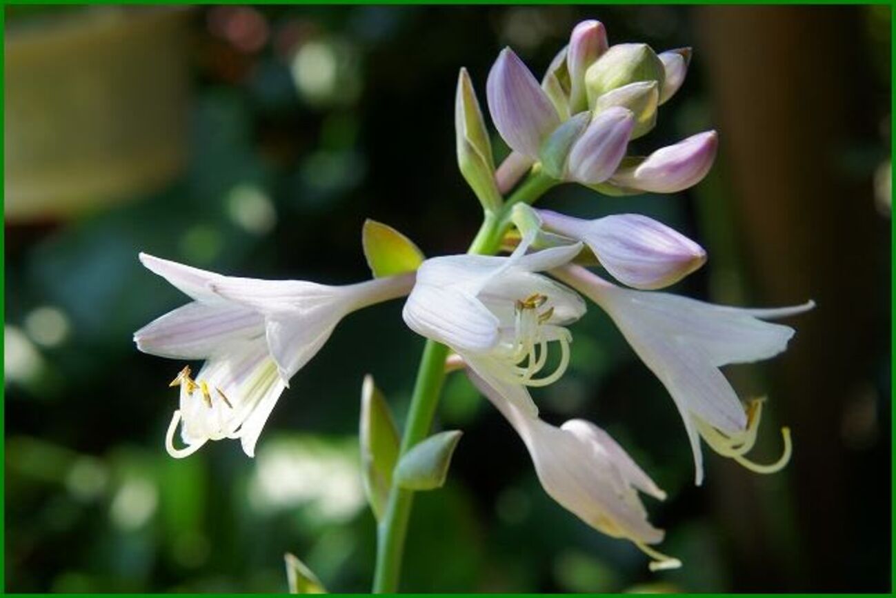 ギボウシ＆可愛いセンニチコウ‥ - hiroの花便り part2