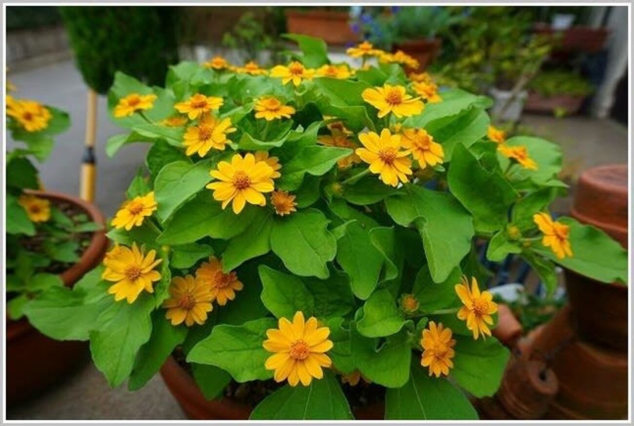 暑い！ - hiroの花便り part2