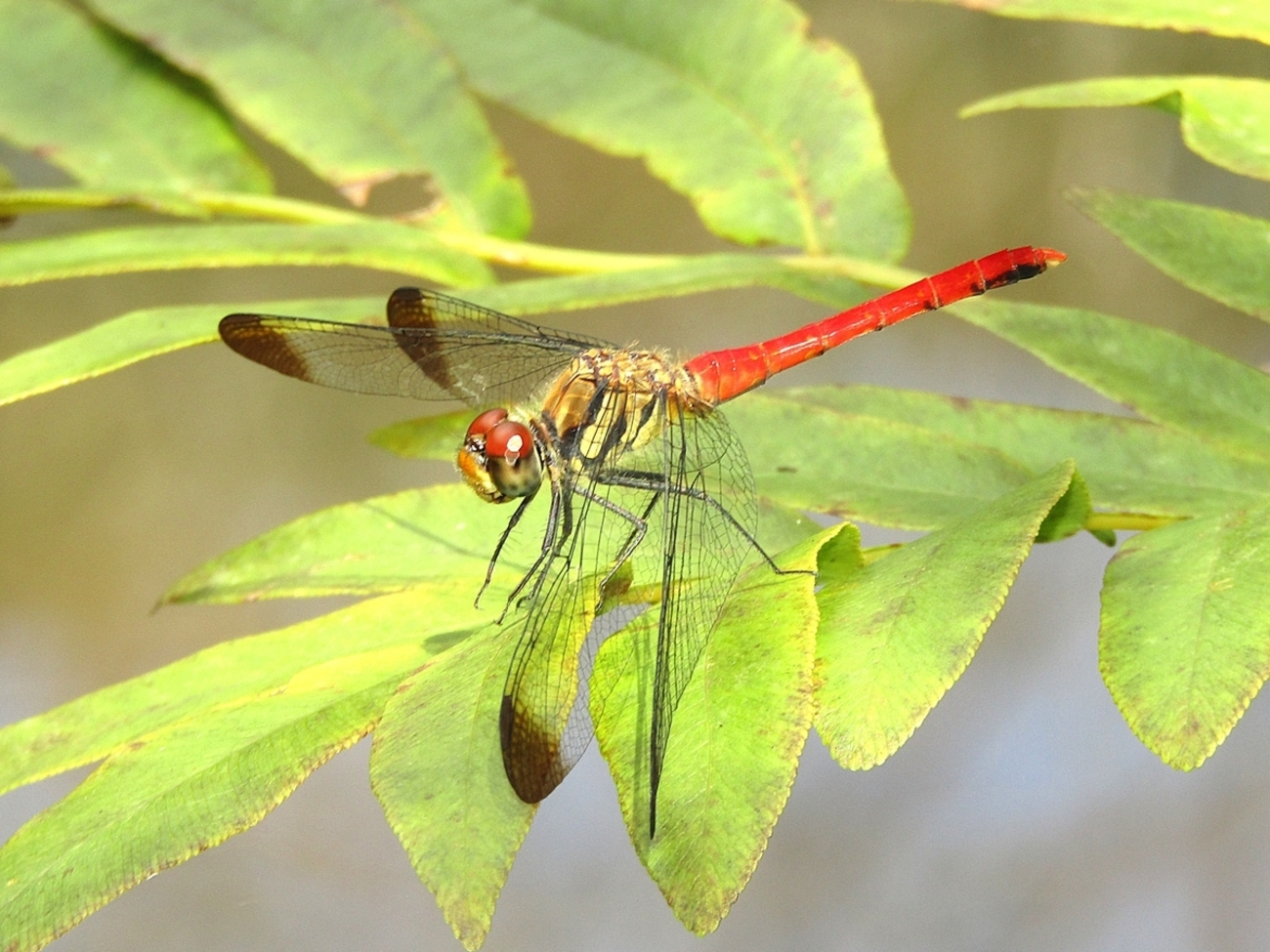 リスアカネ250907 - KONASUKEの部屋